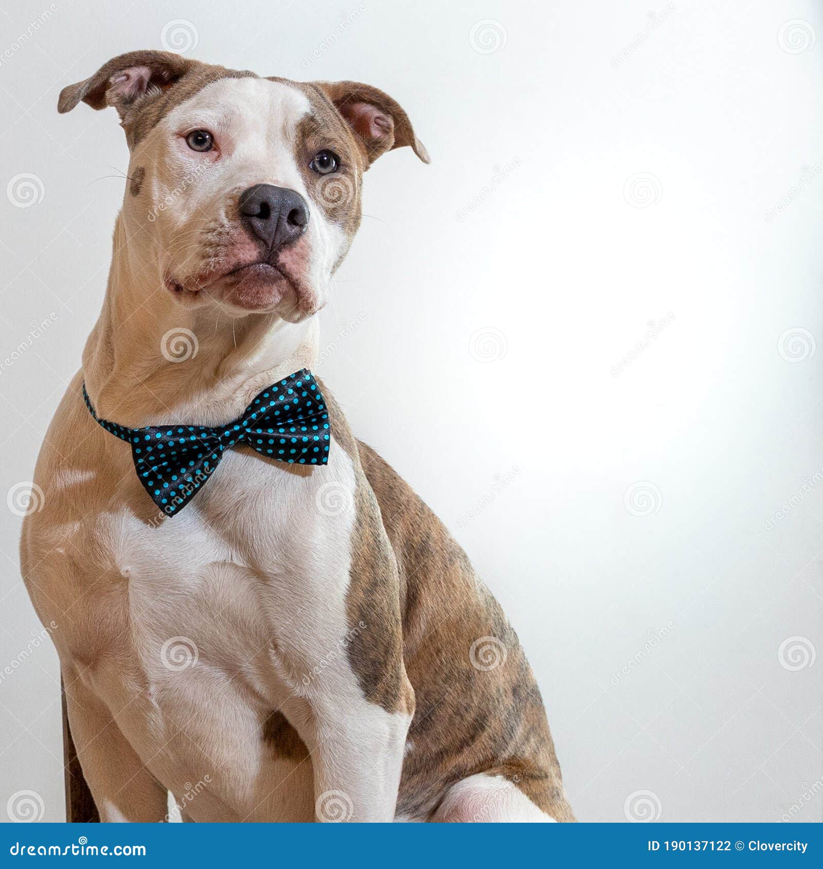 Perro De Raza Mixta Con Corbata De Arco Foto de archivo - Imagen de ...