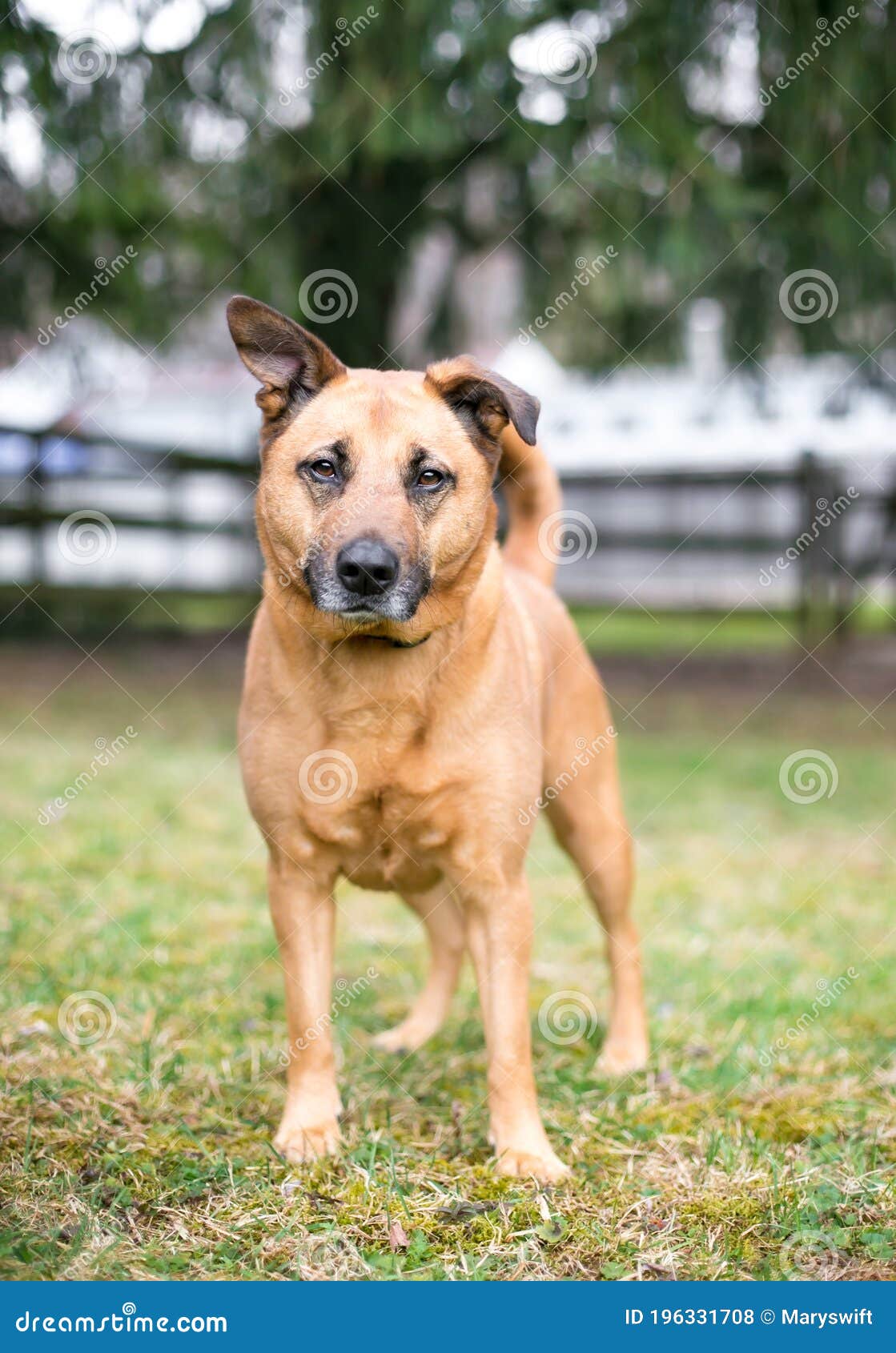 Perro De Raza Mixta Con Una Oreja Recta Y Una Oreja Doblada Foto de ...