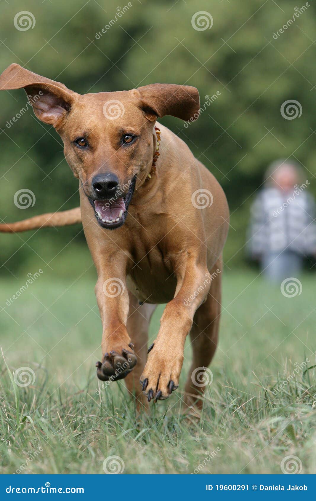 Perro De Rhodesian Ridgeback Imagen de archivo - Imagen de honestidad ...