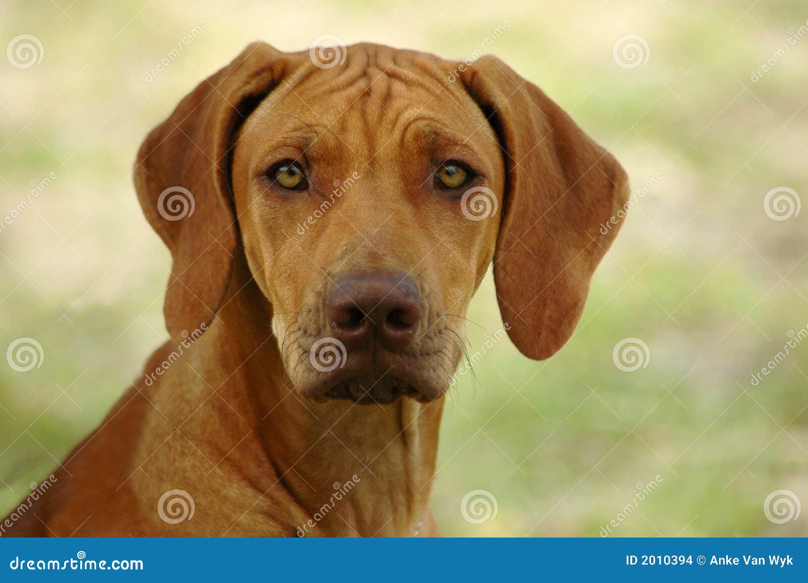 Perro De Rhodesian Ridgeback Foto de archivo - Imagen de colmillos ...
