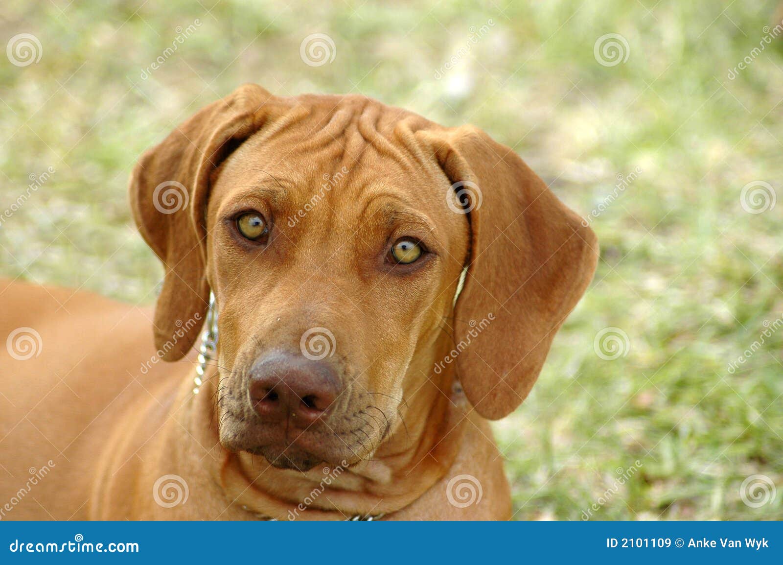 Perro De Rhodesian Ridgeback Imagen de archivo - Imagen de ambarino ...