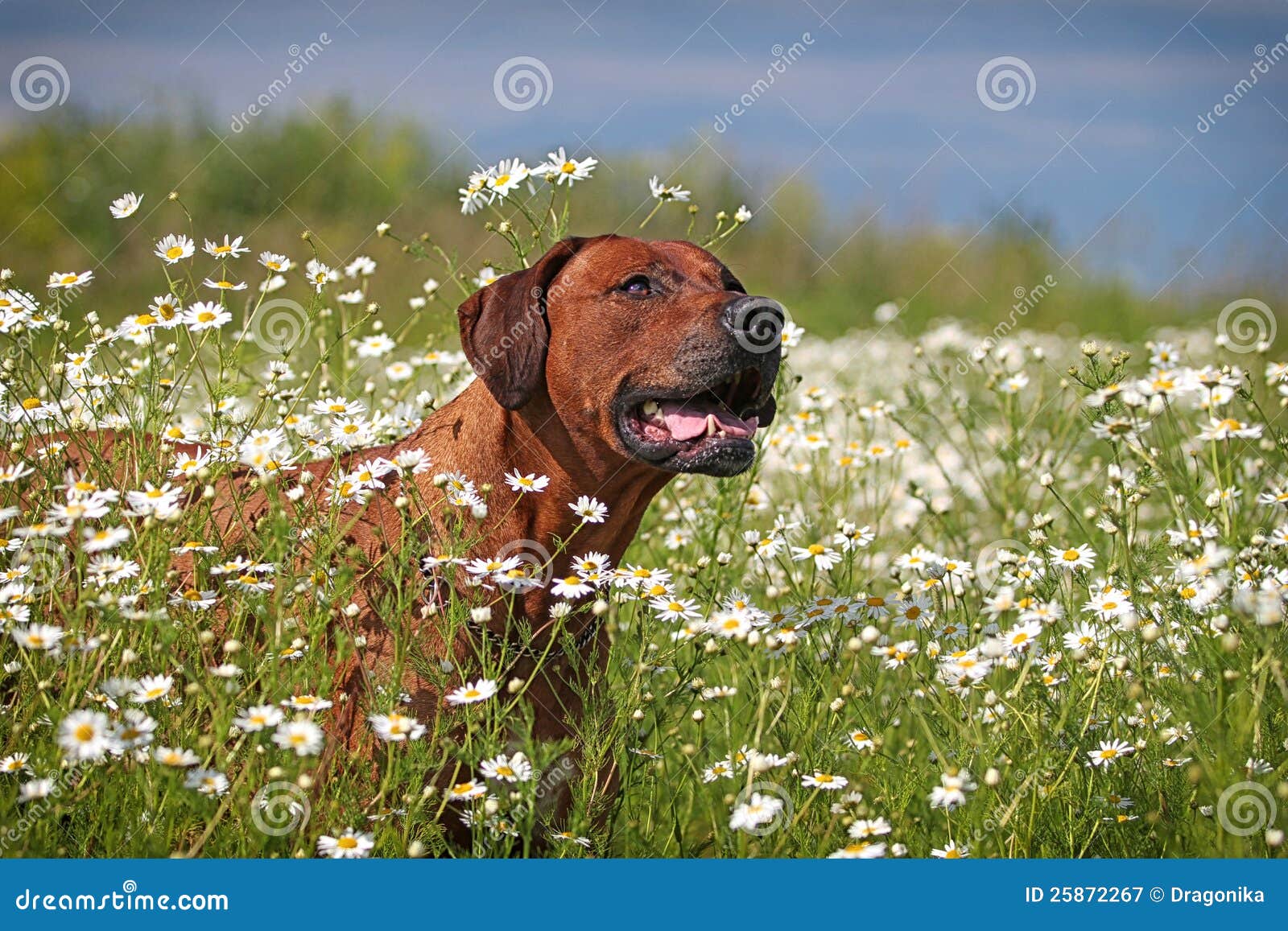 Perro De Rhodesian Ridgeback Imagen de archivo - Imagen de camomila ...