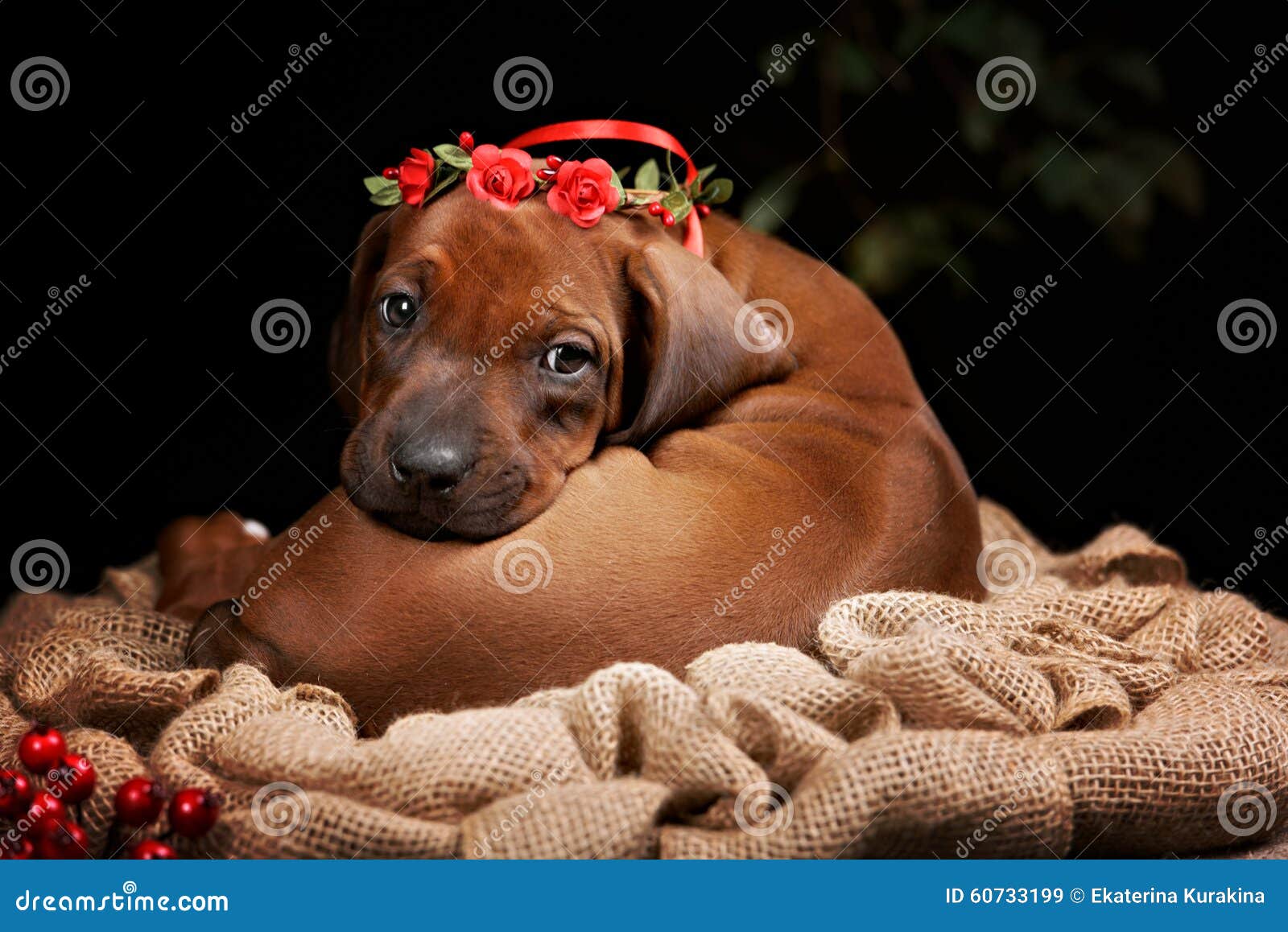 Perro De Rhodesian Ridgeback Que Descansa Delante De Negro Imagen de ...