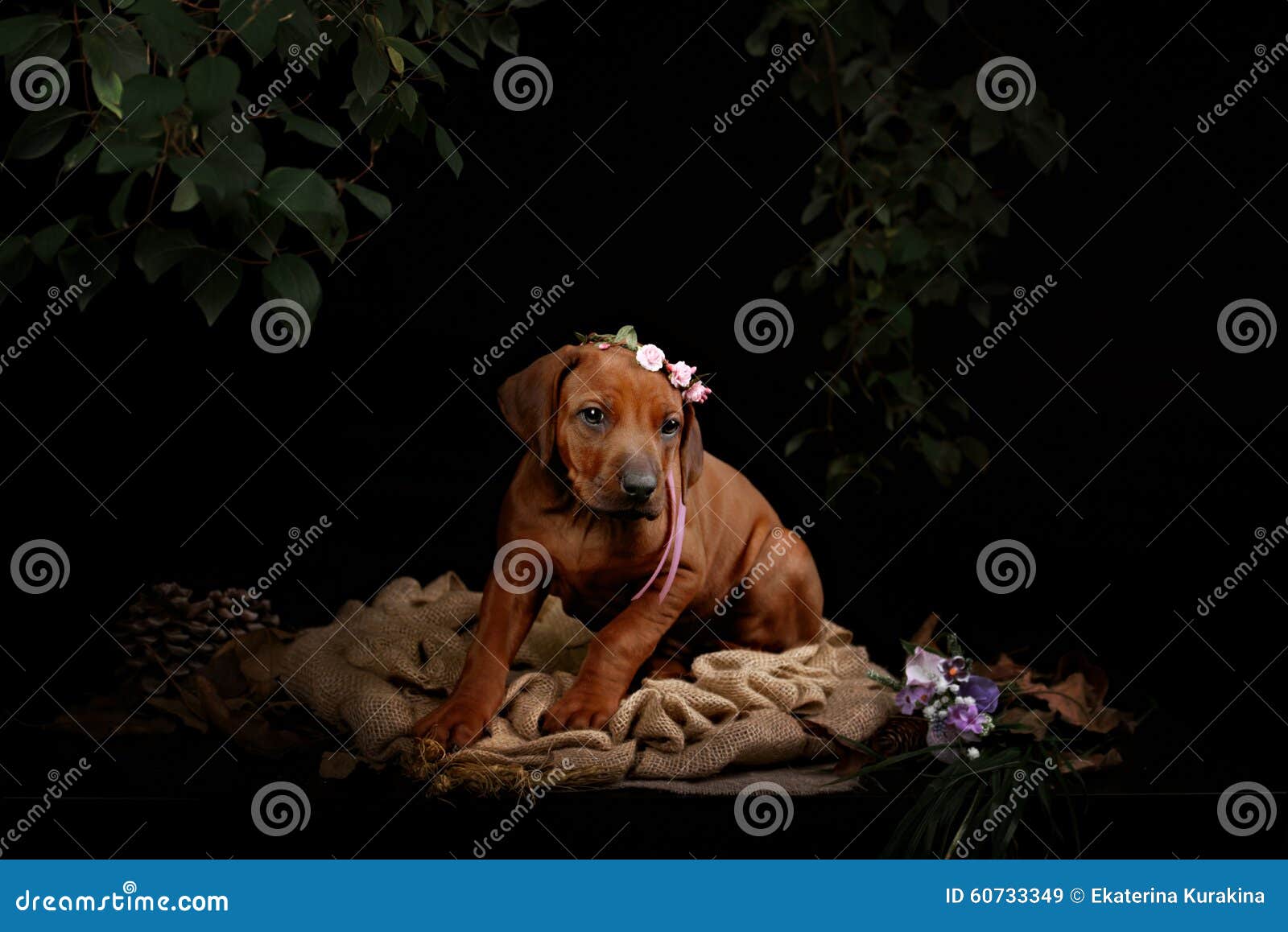 Perro De Rhodesian Ridgeback Que Descansa Delante De Negro Imagen de ...