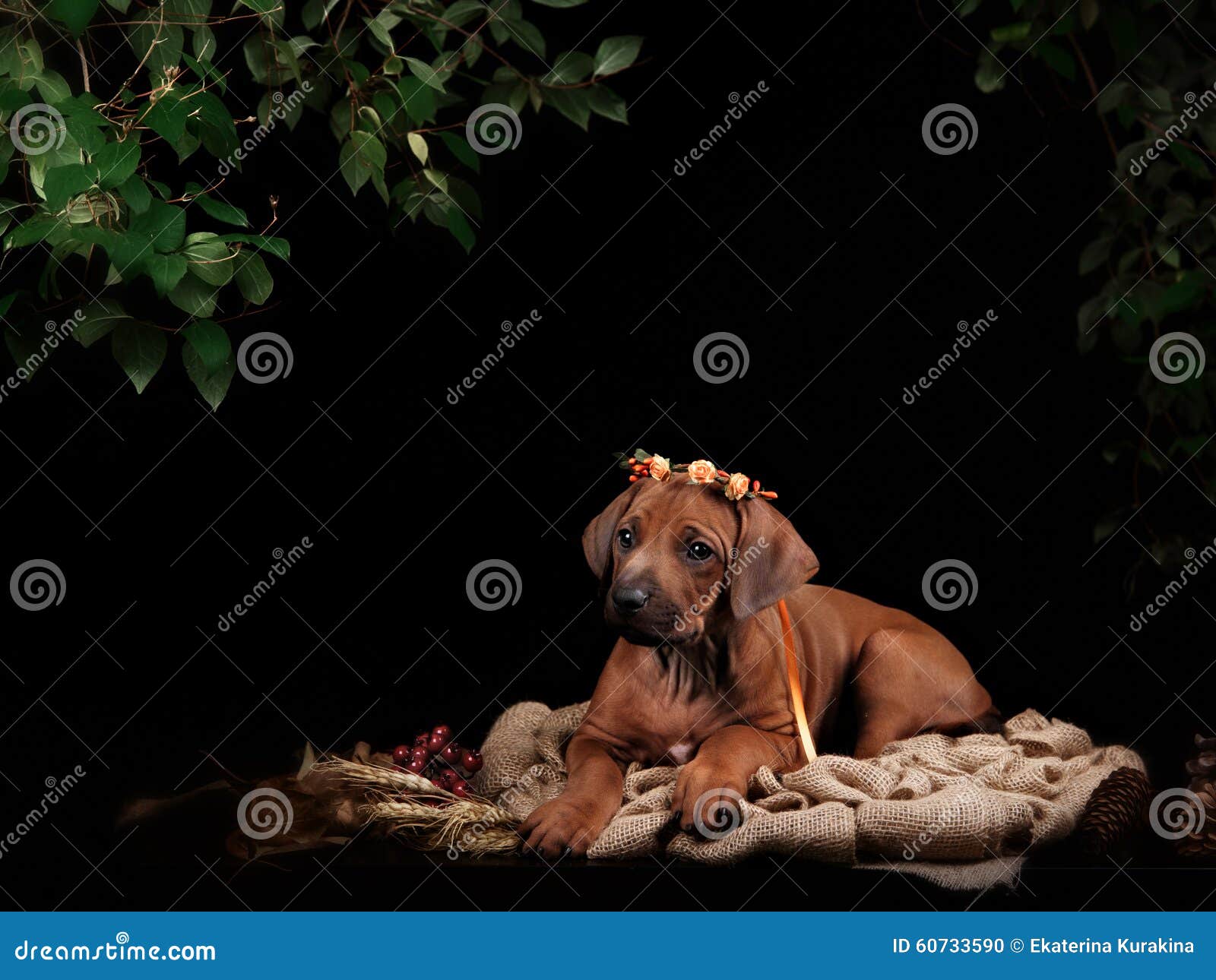 Perro De Rhodesian Ridgeback Que Descansa Delante De Negro Foto de ...