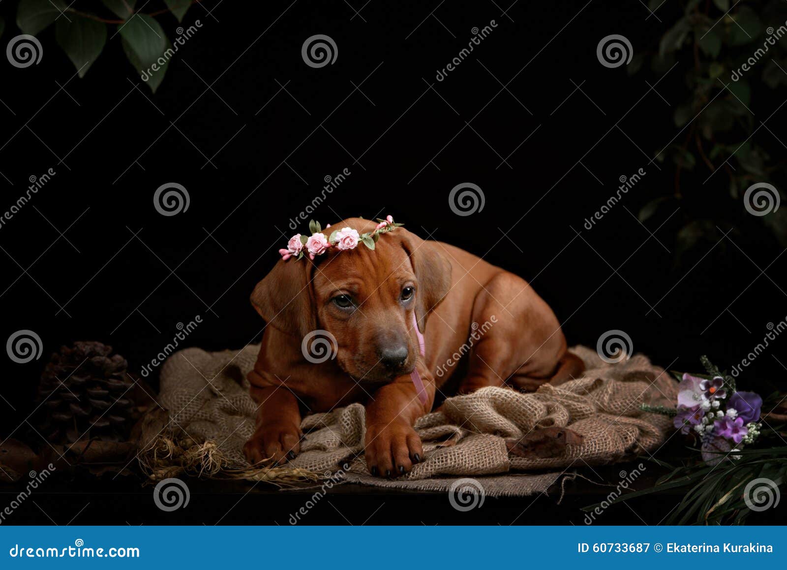Perro De Rhodesian Ridgeback Que Descansa Delante De Negro Imagen de ...