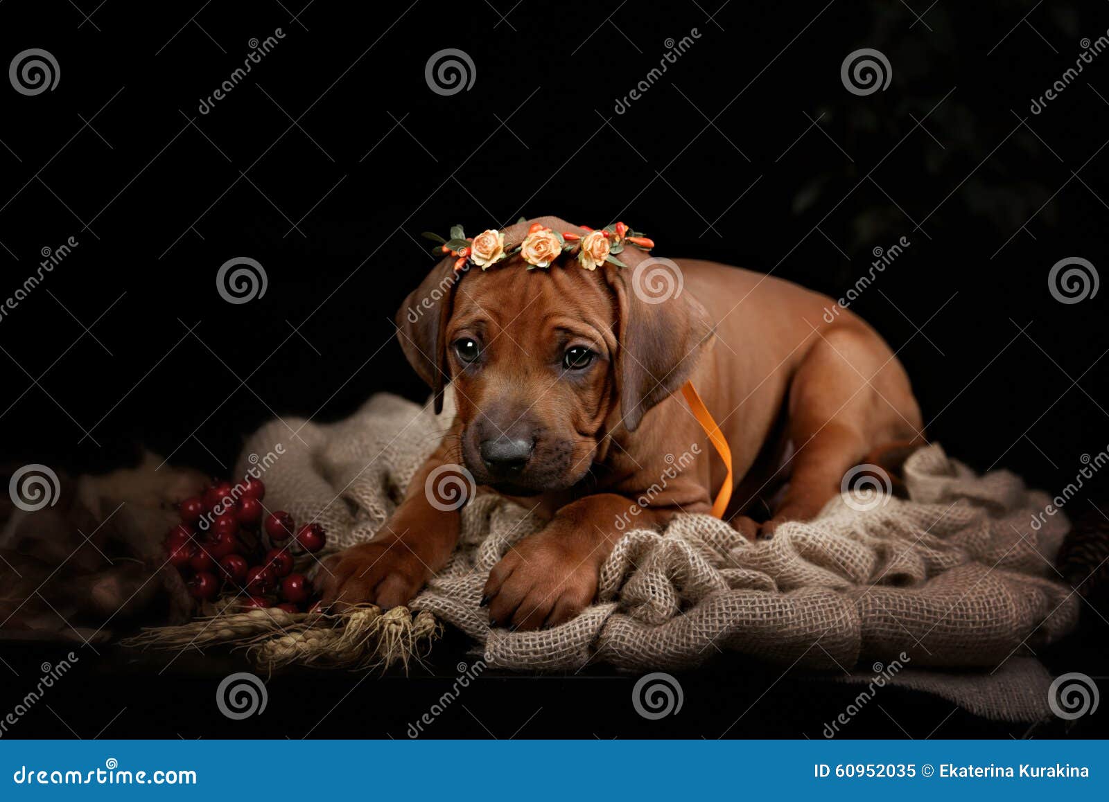 Perro De Rhodesian Ridgeback Que Descansa Delante De Negro Imagen de ...