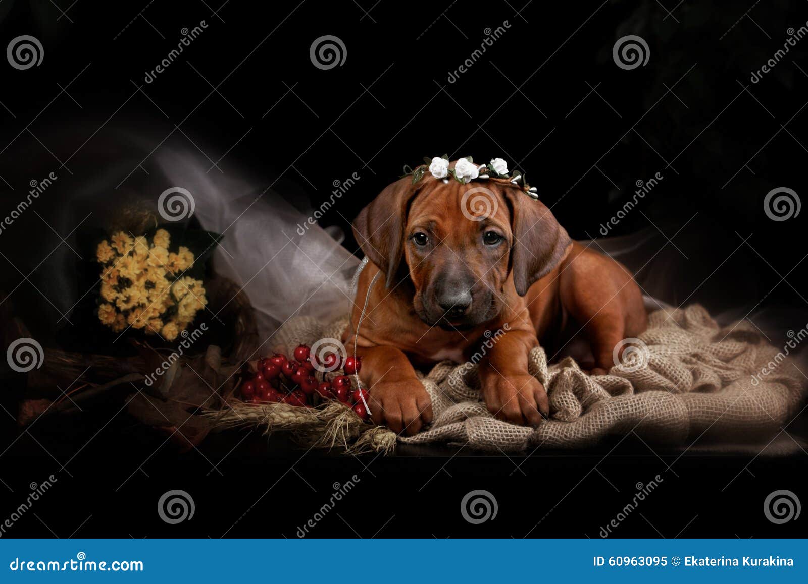 Perro De Rhodesian Ridgeback Que Descansa Delante De Negro Imagen de ...