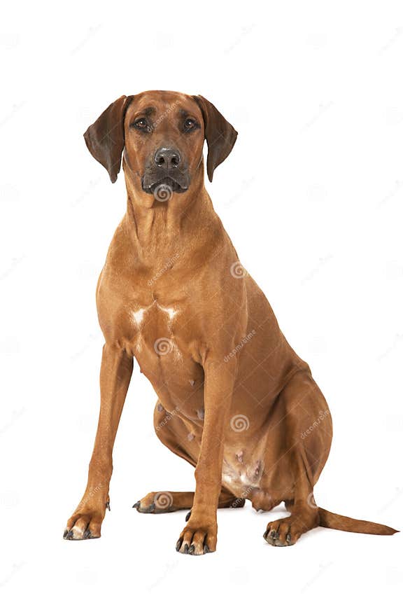Perro De Rhodesian Ridgeback Sobre Blanco Imagen de archivo - Imagen de ...