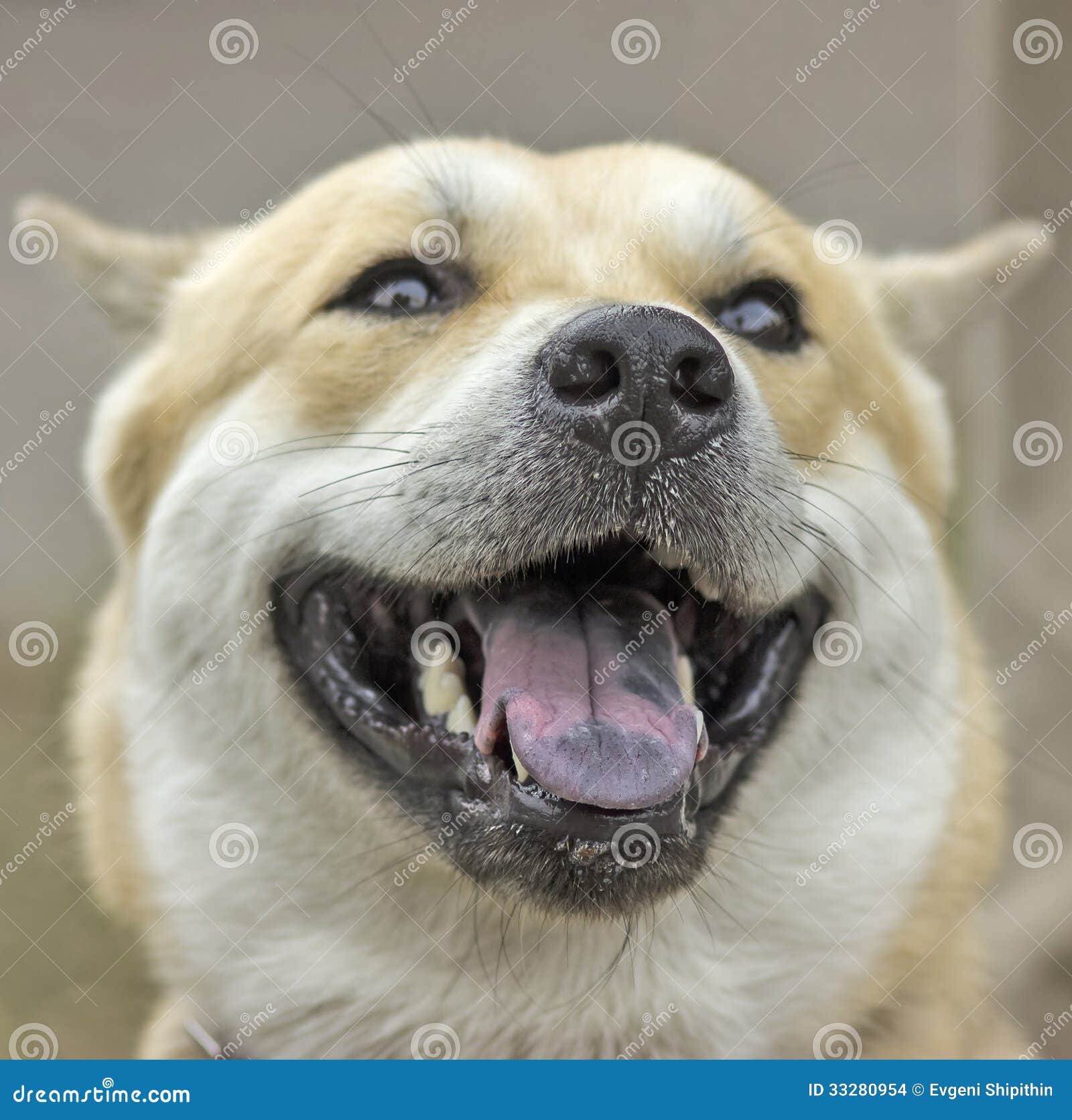 Perro de risa. foto de archivo. Imagen de animal, funcionamiento - 33280954