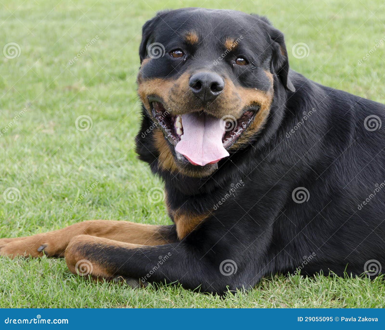 Perro de Rottweiler imagen de archivo. Imagen de rottweilers - 29055095