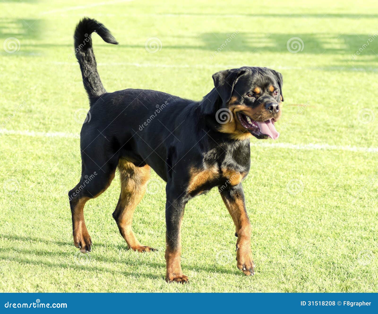 Perro de Rottweiler foto de archivo. Imagen de devoto - 31518208