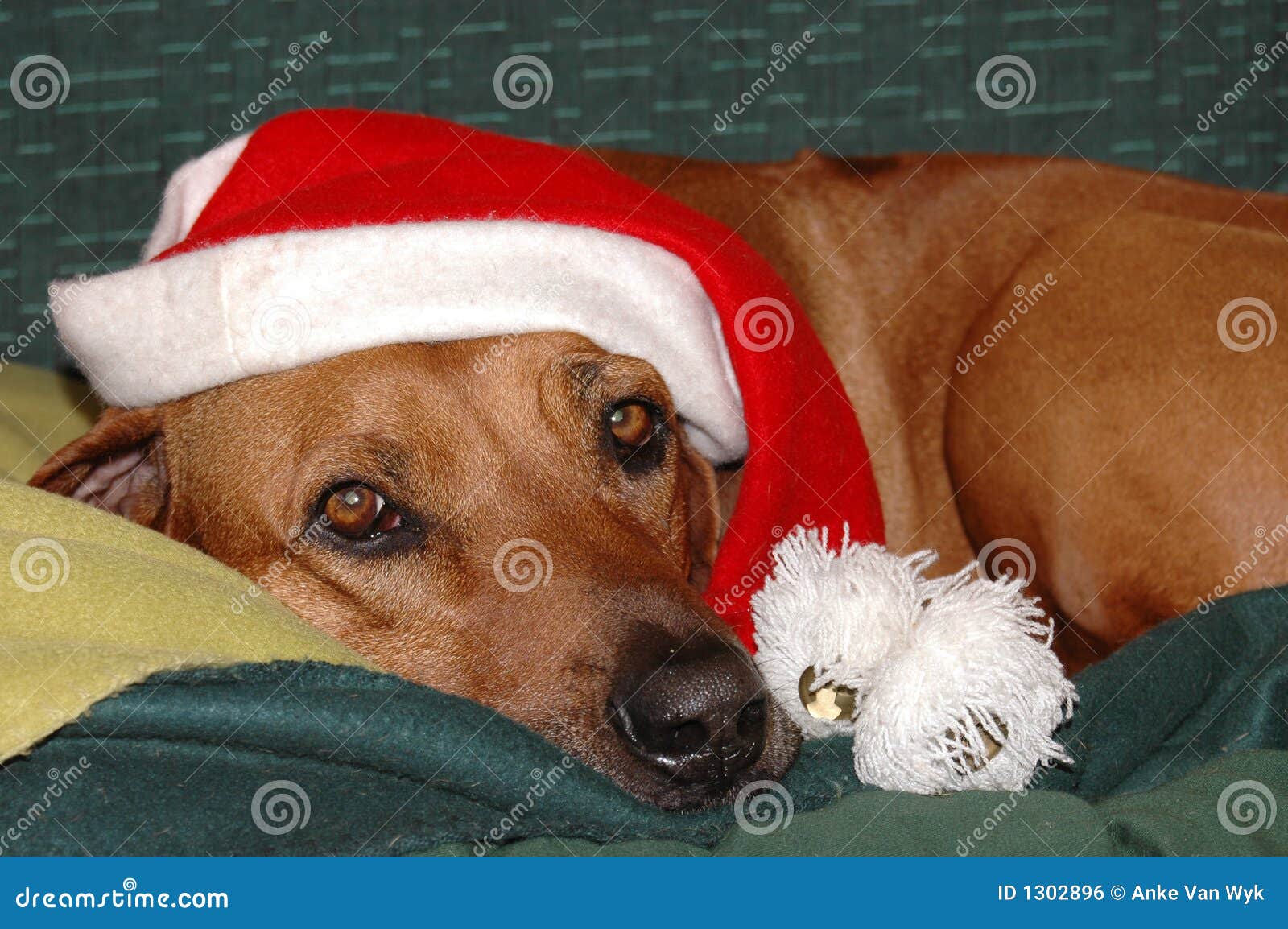 Perro de Santa foto de archivo. Imagen de pista, sombreros - 1302896