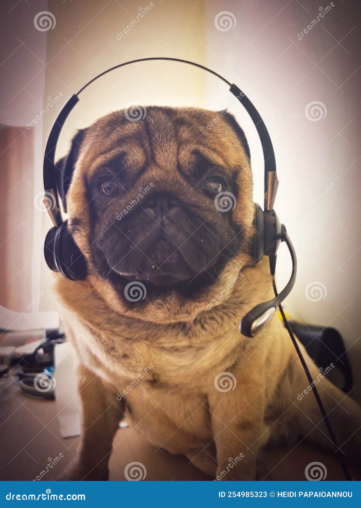 Perro De Servicio Al Cliente Imagen de archivo - Imagen de honestidad ...