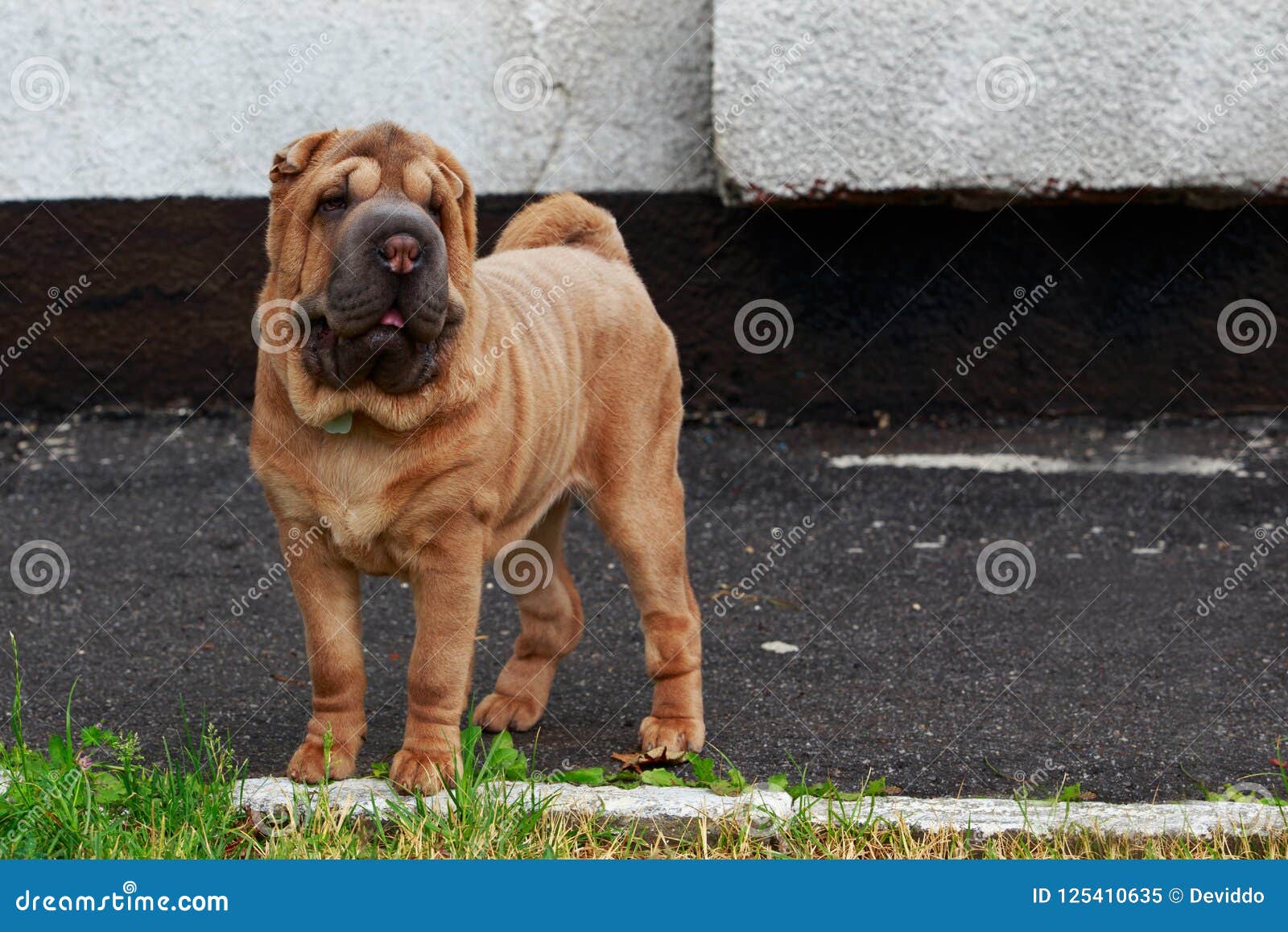 Perro de Sharpei imagen de archivo. Imagen de pelo, mimado - 125410635
