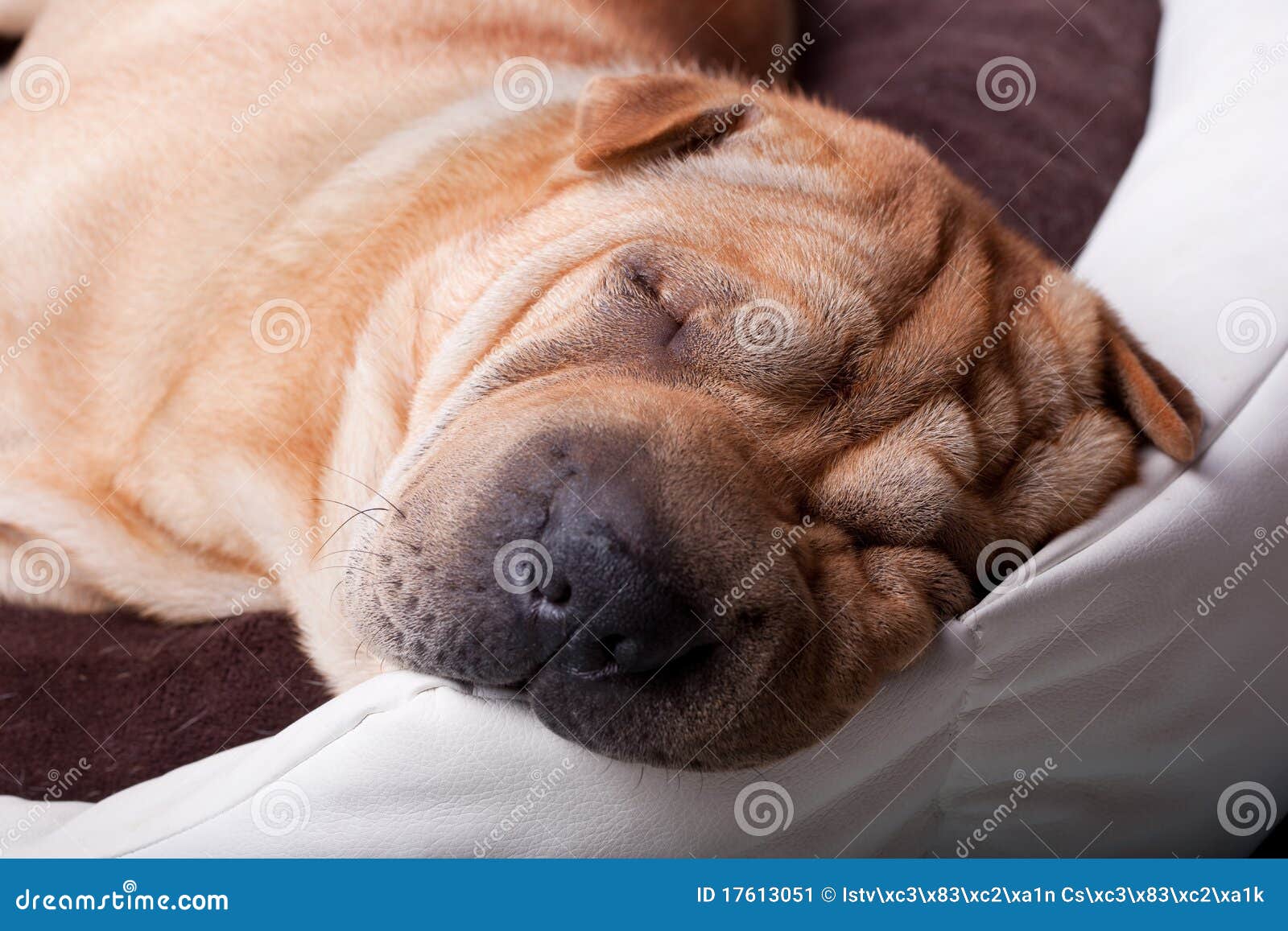 Perro de Sharpei imagen de archivo. Imagen de interior - 17613051