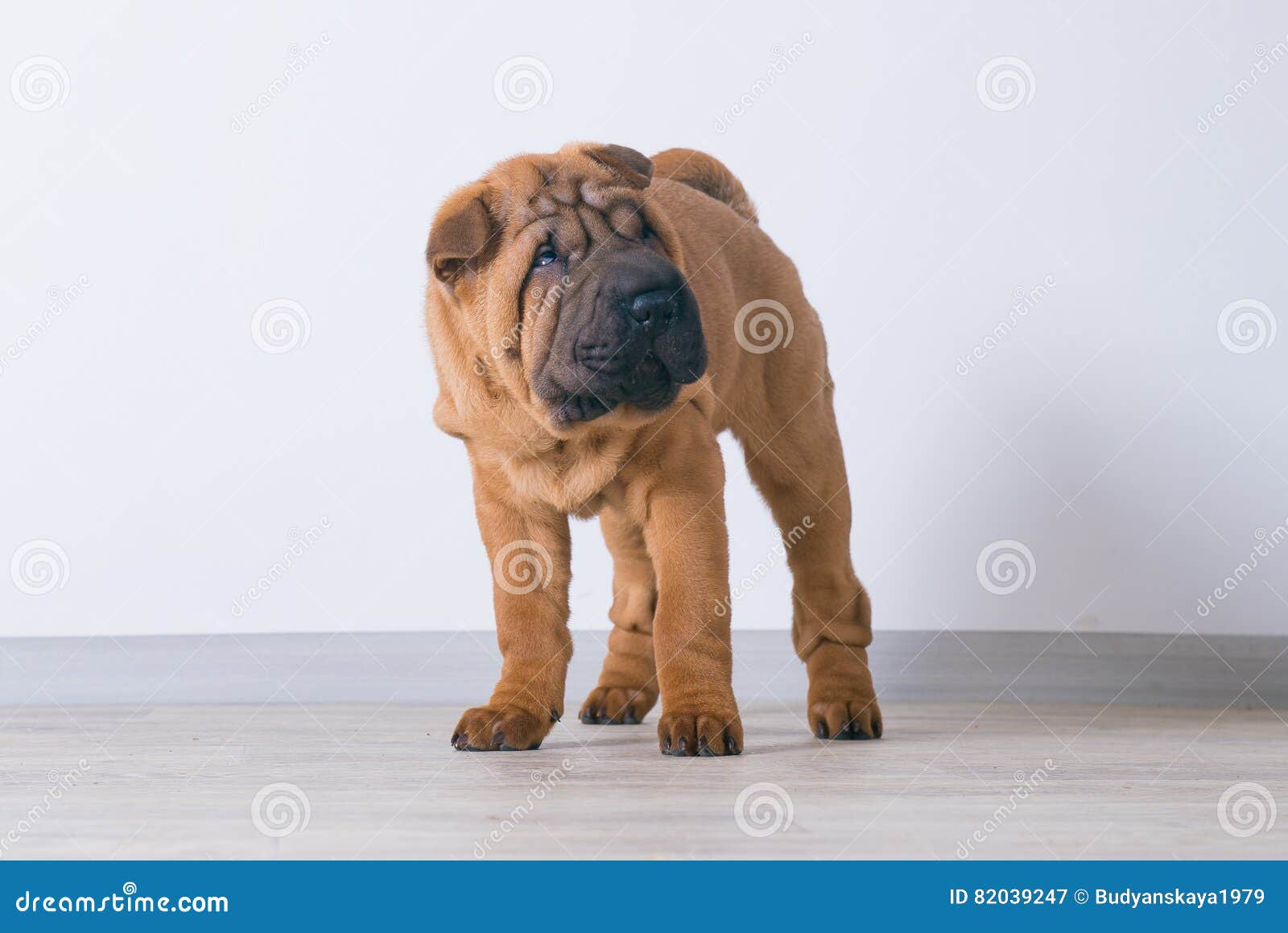 Perro de Sharpei imagen de archivo. Imagen de amigo, cara - 82039247