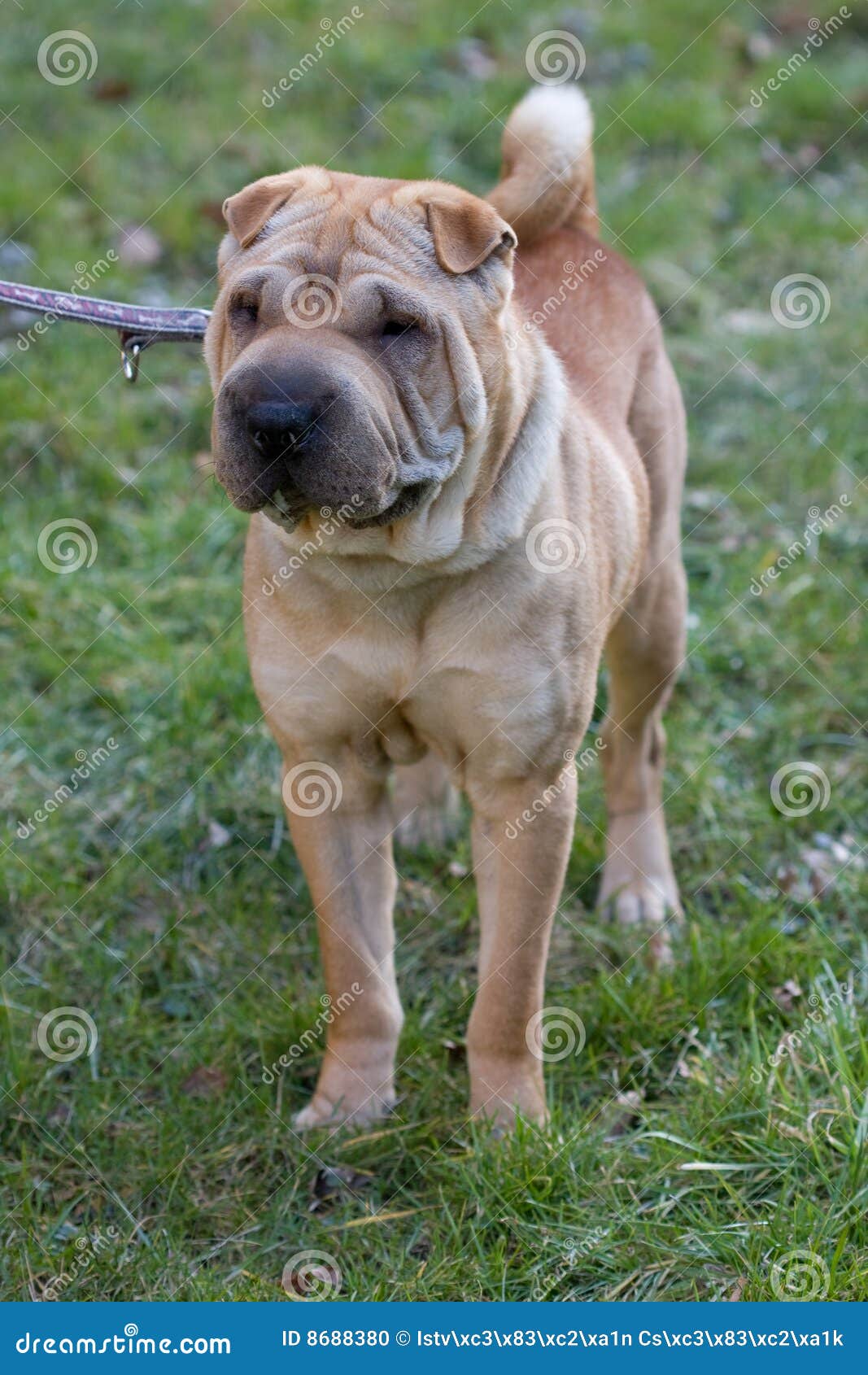 Perro de Sharpei foto de archivo. Imagen de retrato, parque - 8688380