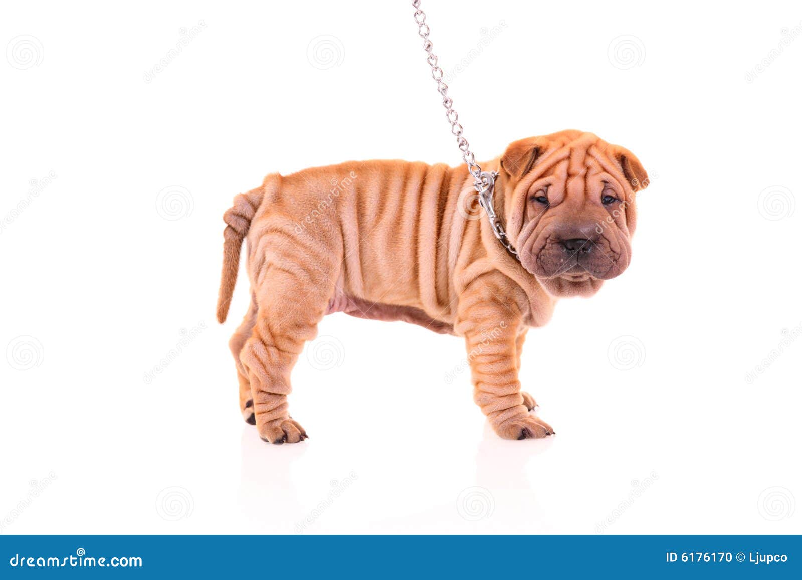 Perro De Sharpei En Un Correo Foto de archivo - Imagen de bebé, newborn ...