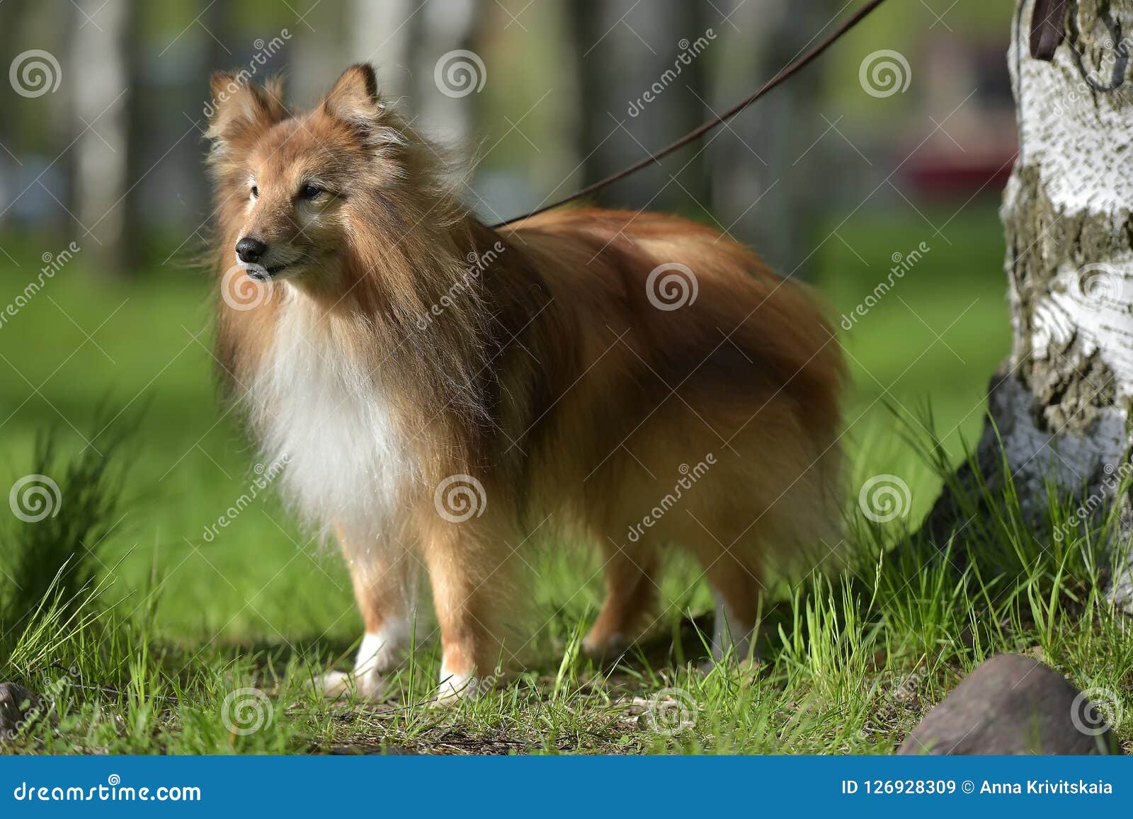 Perro De Sheltie En El Parque En Verano Imagen de archivo - Imagen de ...