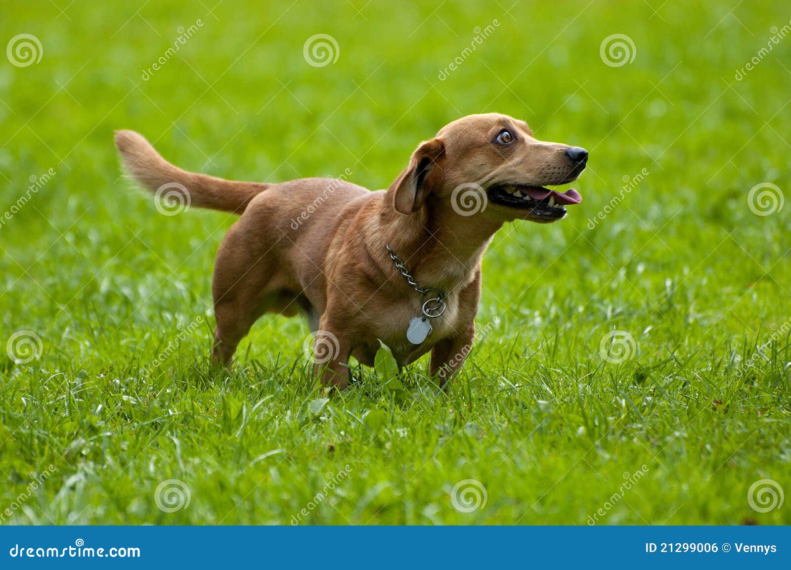 Perro de tejón en verde foto de archivo. Imagen de amigo - 21299006