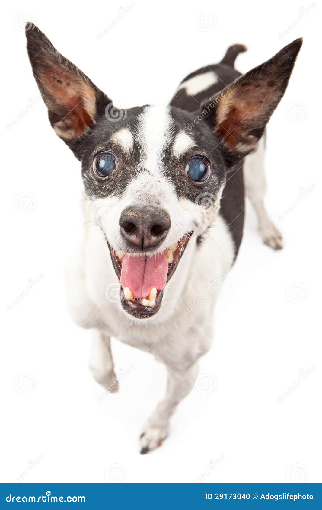 Perro De Terrier De Rata Con La Cara Feliz Foto de archivo - Imagen de ...