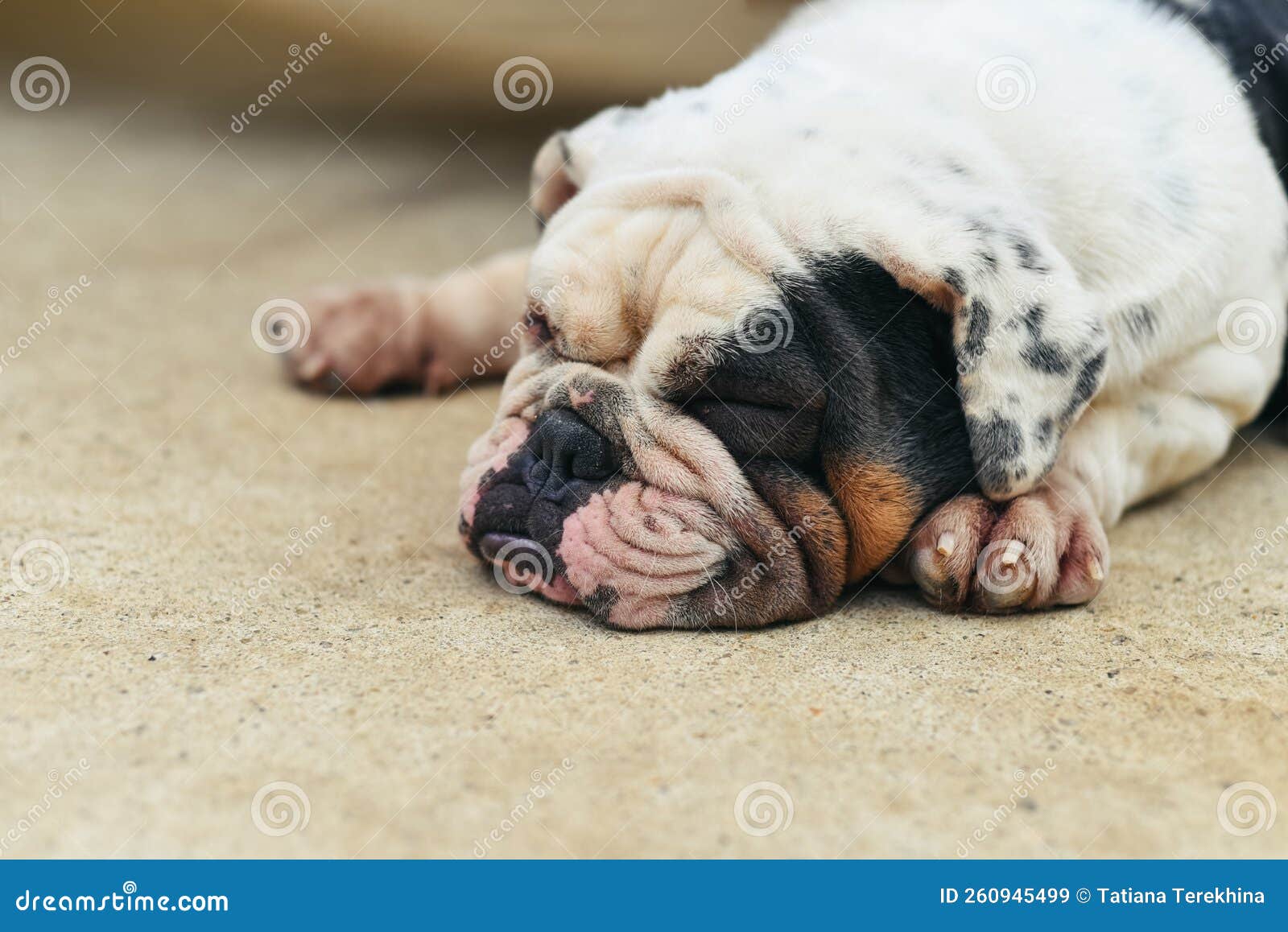 Perro De Toros Cansado Durmiendo En La Arena Imagen de archivo - Imagen ...