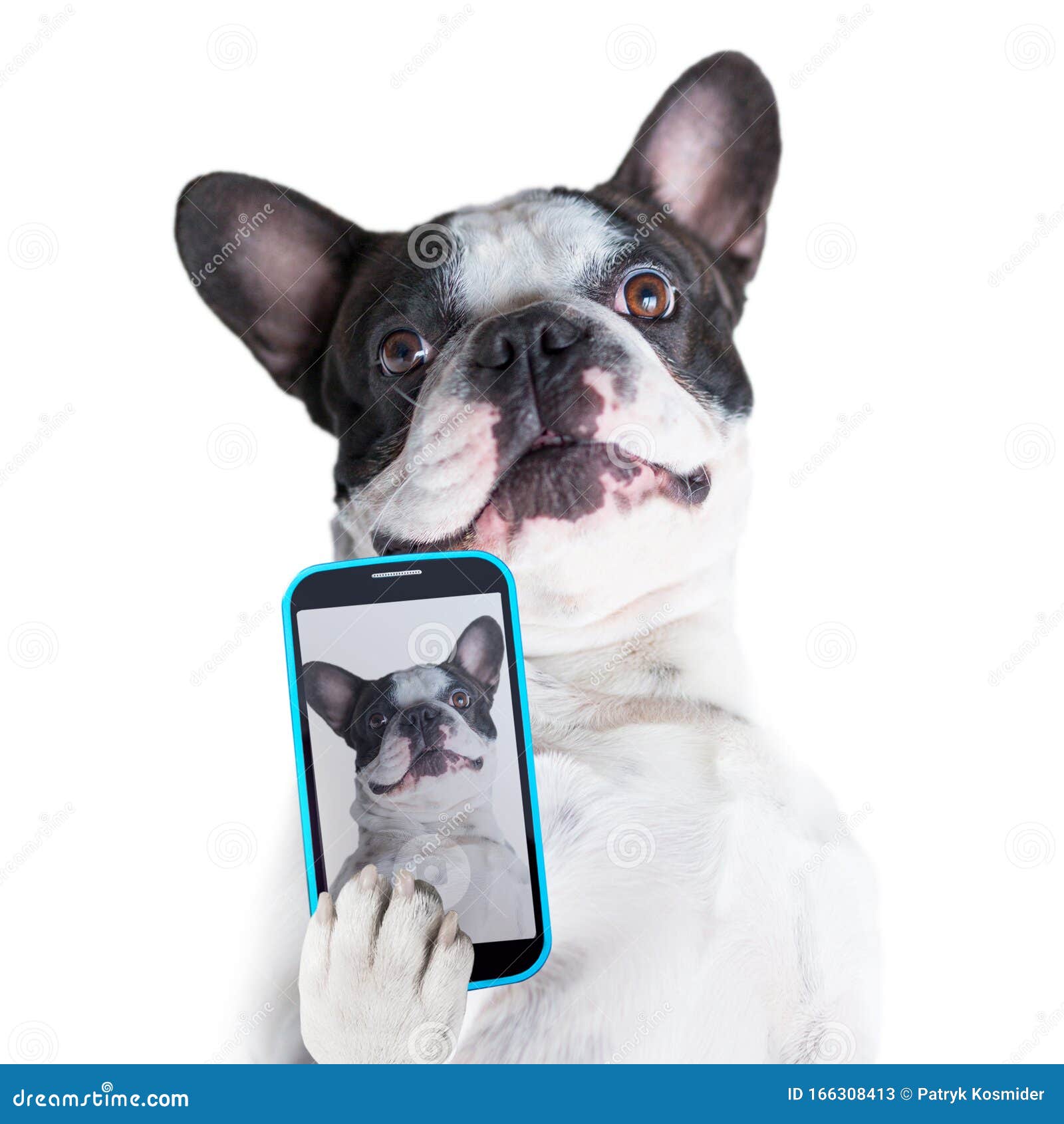 Perro De Toros Francés Tomando Un Selfie Con Cámara De Celular Imagen ...