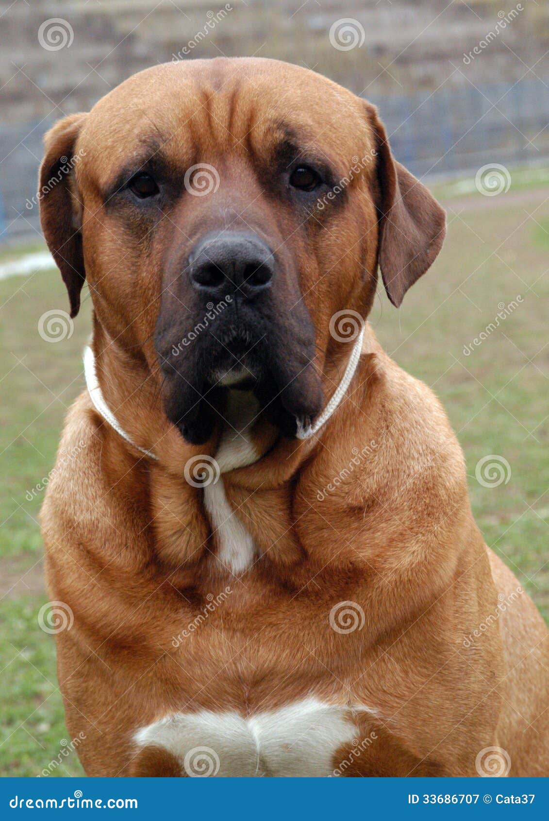 Perro de Tosa Inu imagen de archivo. Imagen de protector - 33686707