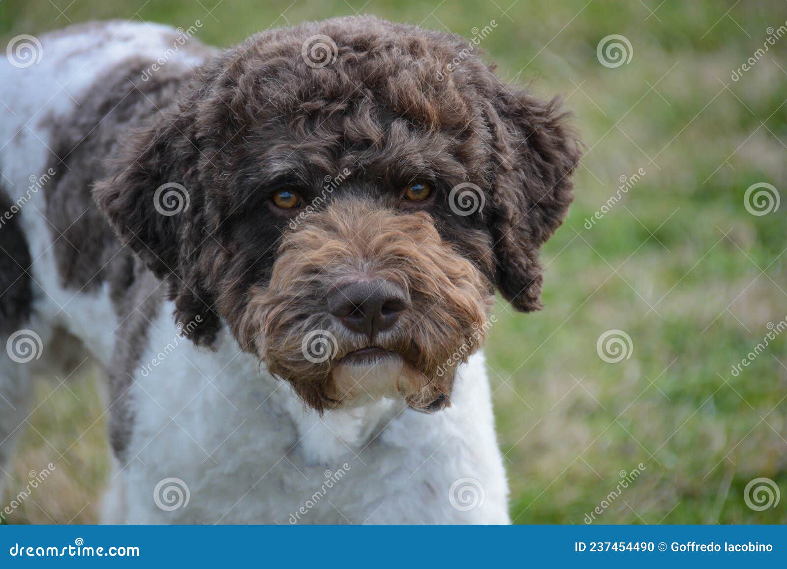Perro De Trufa Lagotto Italiano Foto de archivo - Imagen de ...