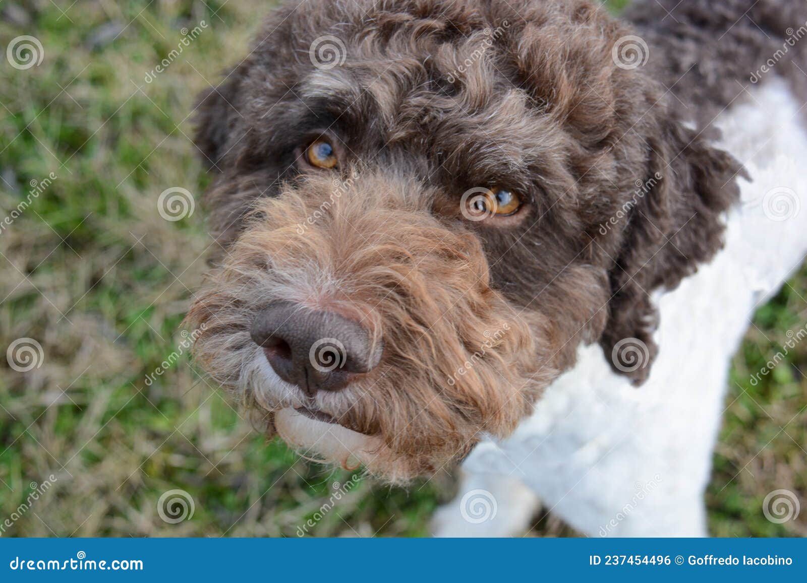 Perro De Trufa Lagotto Italiano Foto de archivo - Imagen de libre ...