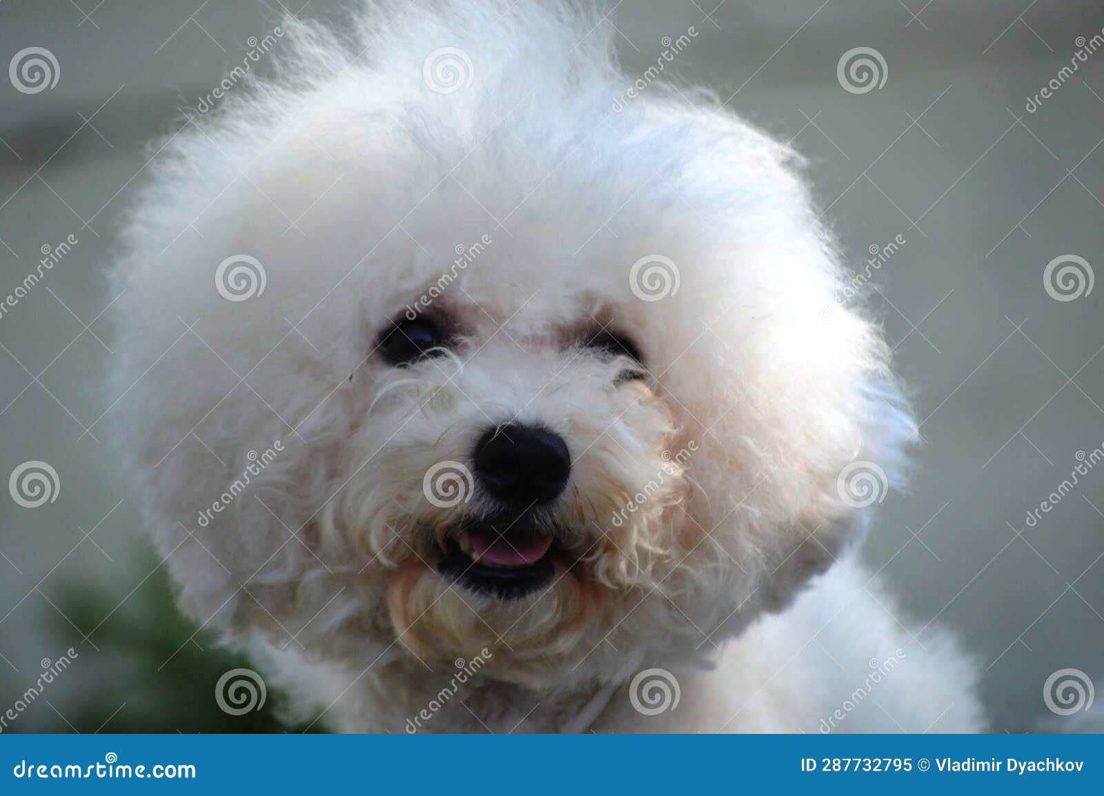 Perro de varias razas imagen de archivo. Imagen de doméstico - 287732795