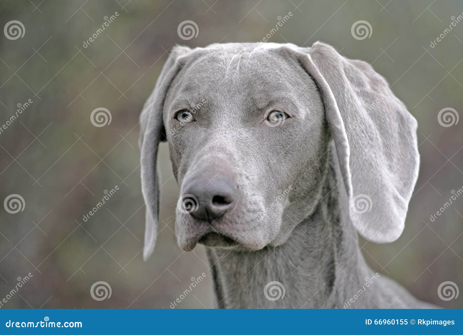 Perro de Weimaraner imagen de archivo. Imagen de animal - 66960155