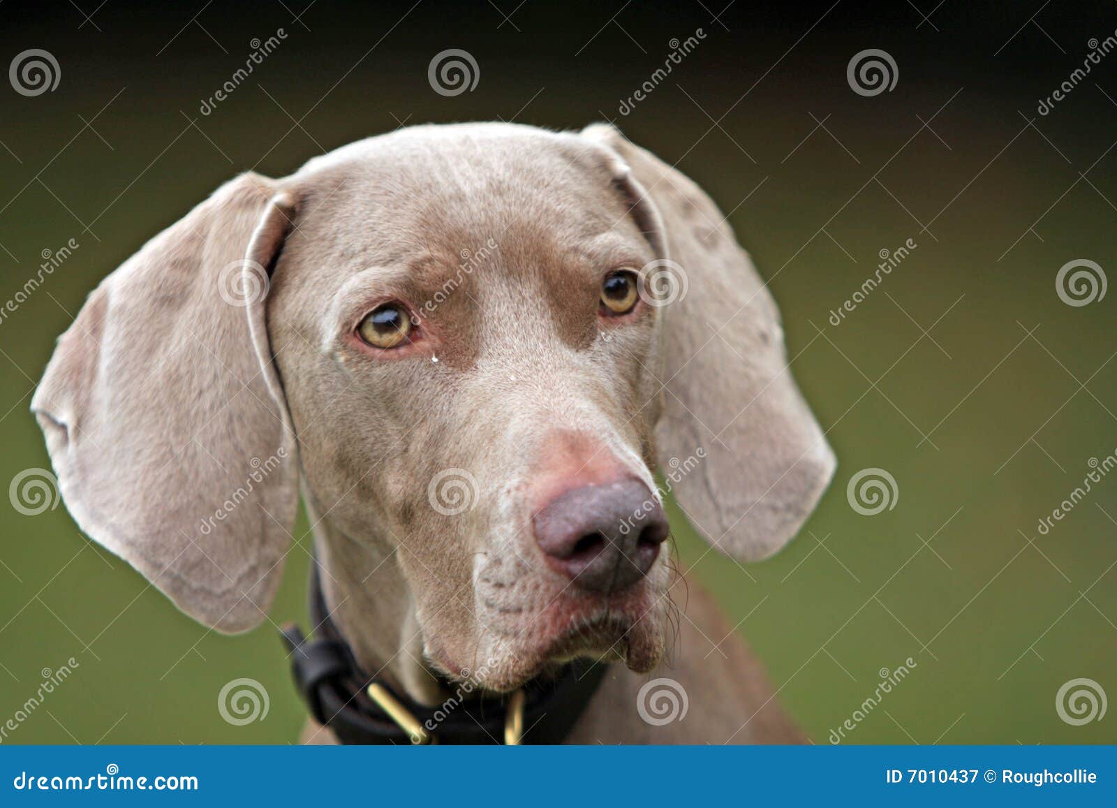 Perro de Weimaraner imagen de archivo. Imagen de campo - 7010437