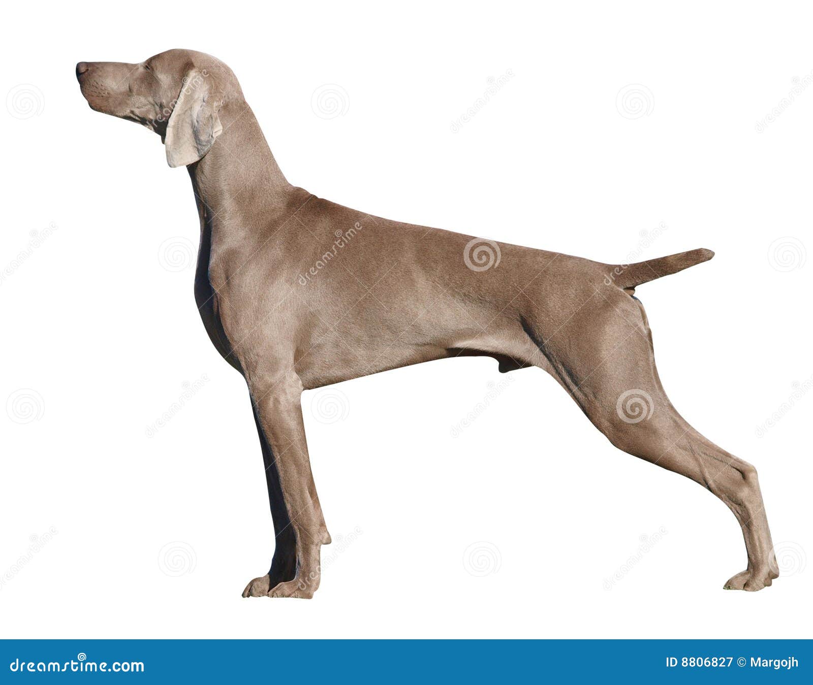 Perro de Weimaraner imagen de archivo. Imagen de recuperador - 8806827