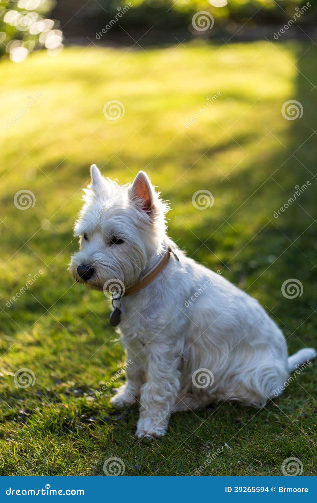 Perro de Westy foto de archivo. Imagen de hierba, calma - 39265594