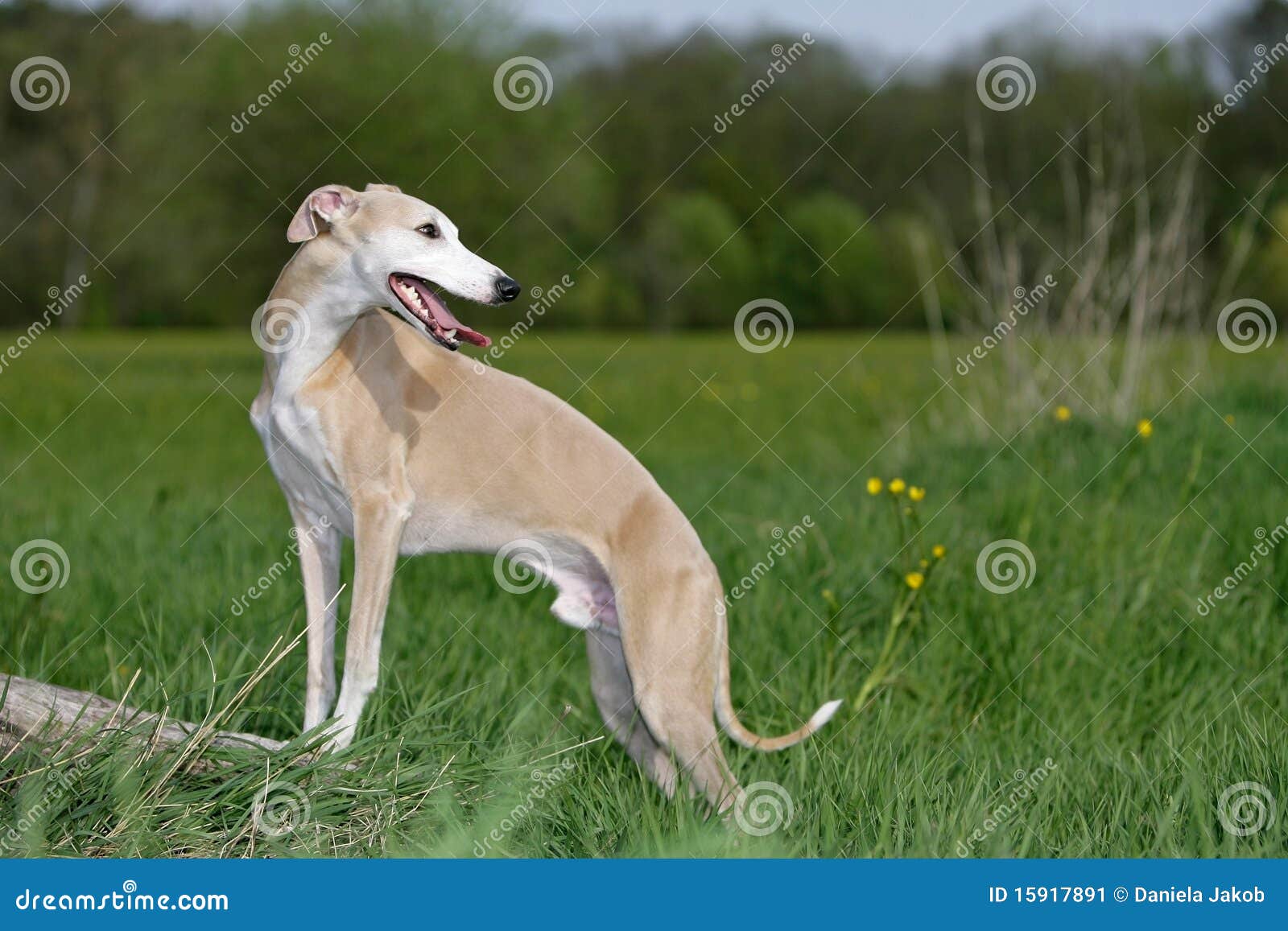 Perro de Whippet imagen de archivo. Imagen de alegre - 15917891
