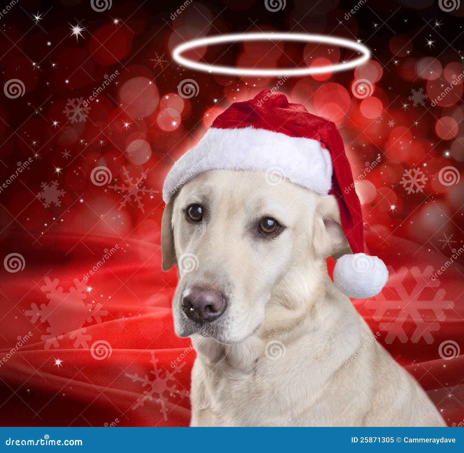 Perro Del ángel De La Navidad Imagen de archivo - Imagen de mascota ...