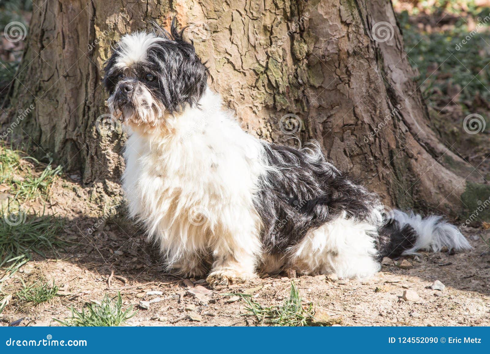 Perro Del Adulto Del Apso De Lapssa Foto de archivo - Imagen de lhasa ...