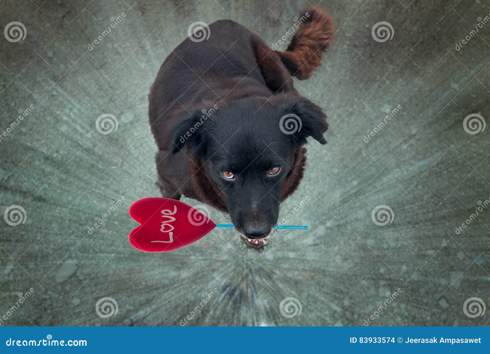 Perro del amor foto de archivo. Imagen de textura, rosa - 83933574