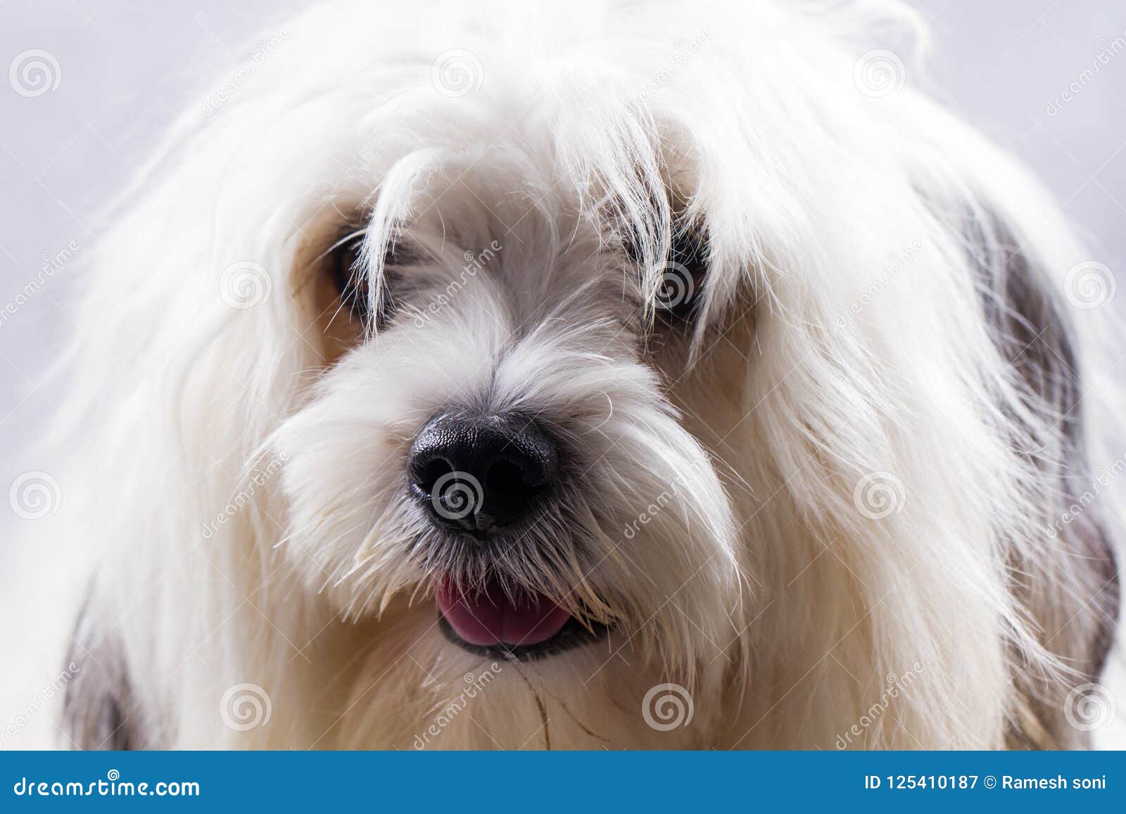 Perro del apso de Lhasa imagen de archivo. Imagen de mascota - 125410187