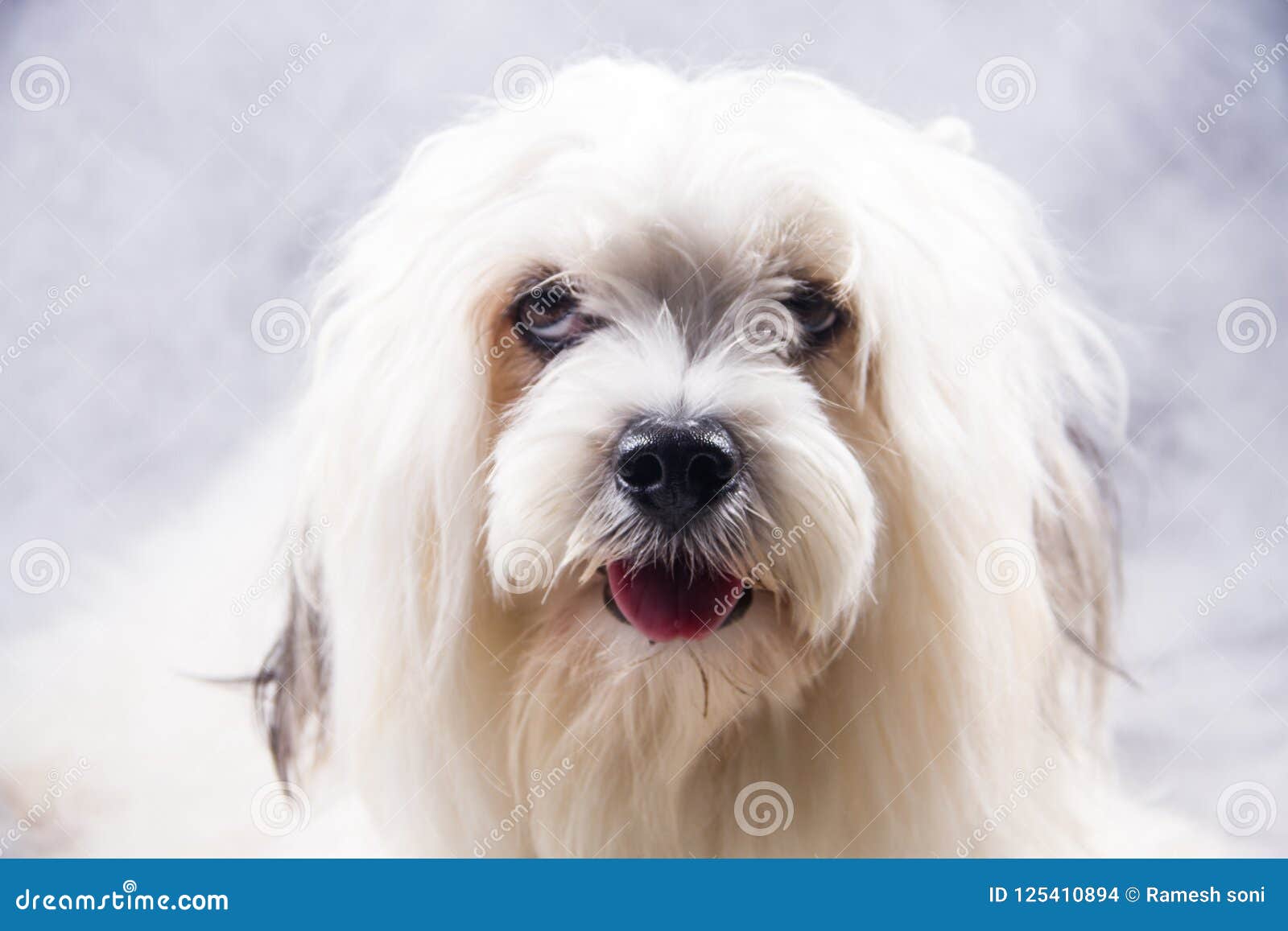 Perro del apso de Lhasa foto de archivo. Imagen de gato - 125410894