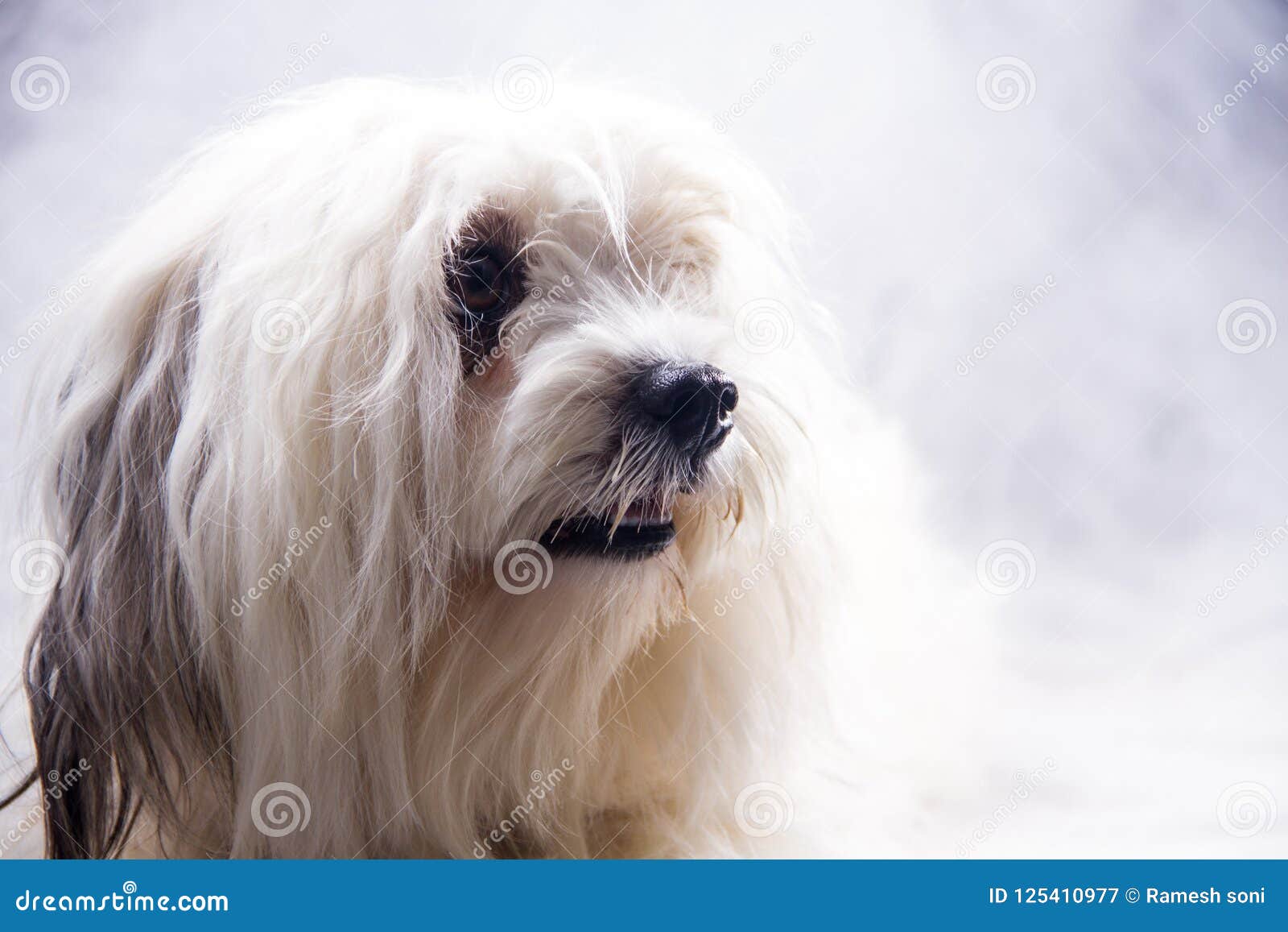 Perro del apso de Lhasa imagen de archivo. Imagen de mascotas - 125410977