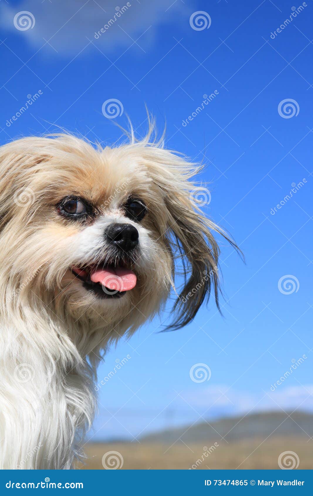 Perro del apso de Lhasa imagen de archivo. Imagen de perro - 73474865