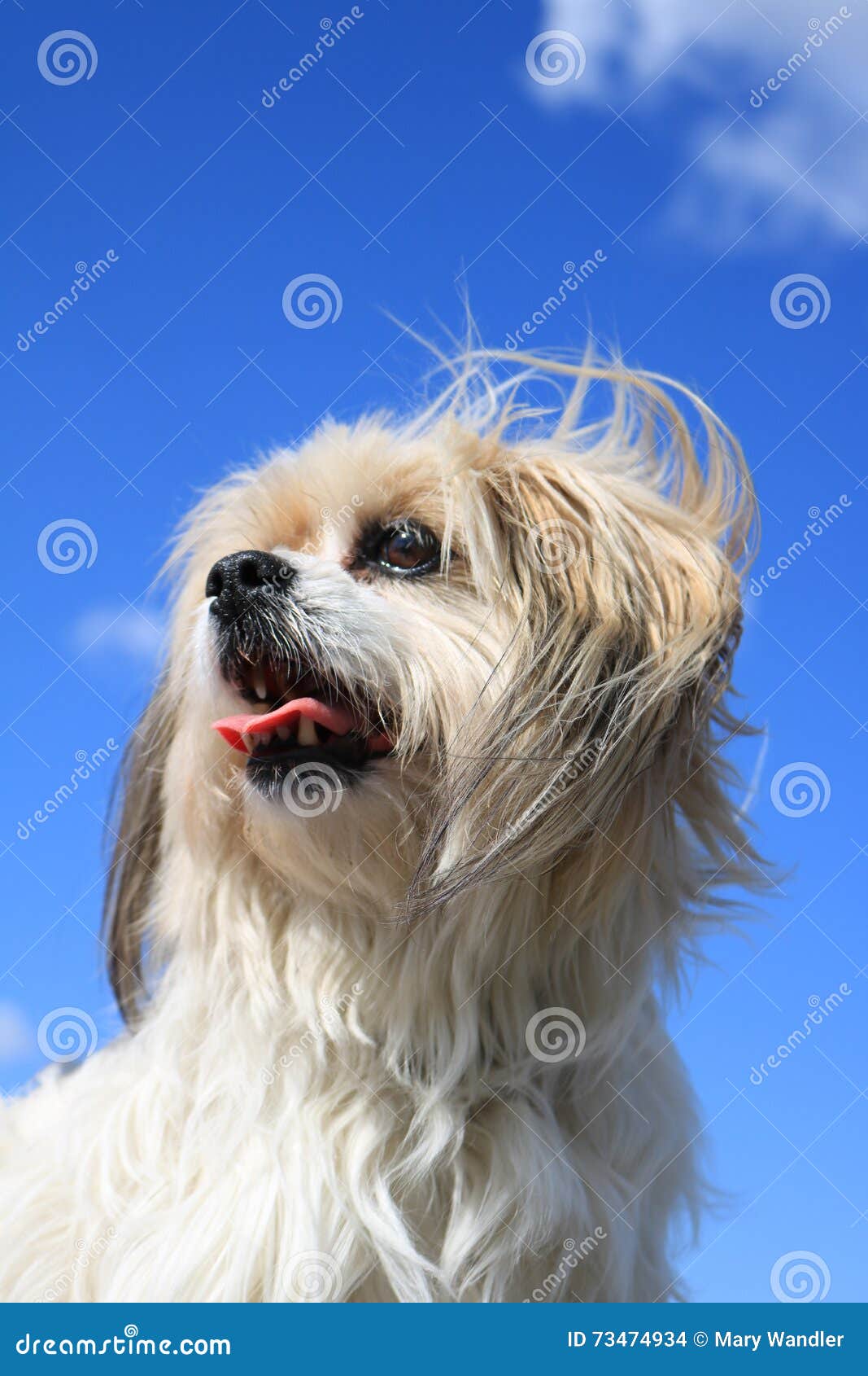 Perro del apso de Lhasa foto de archivo. Imagen de mascota - 73474934