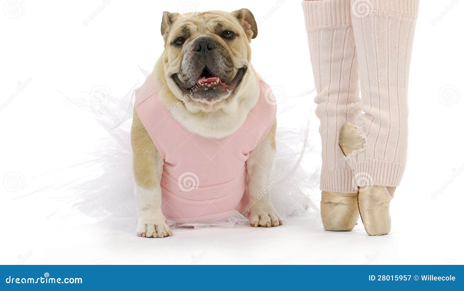 Perro del baile imagen de archivo. Imagen de vestido - 28015957