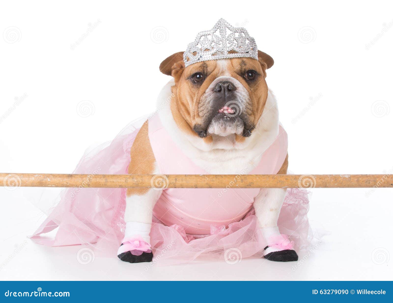 Perro del baile foto de archivo. Imagen de retrato, cara - 63279090