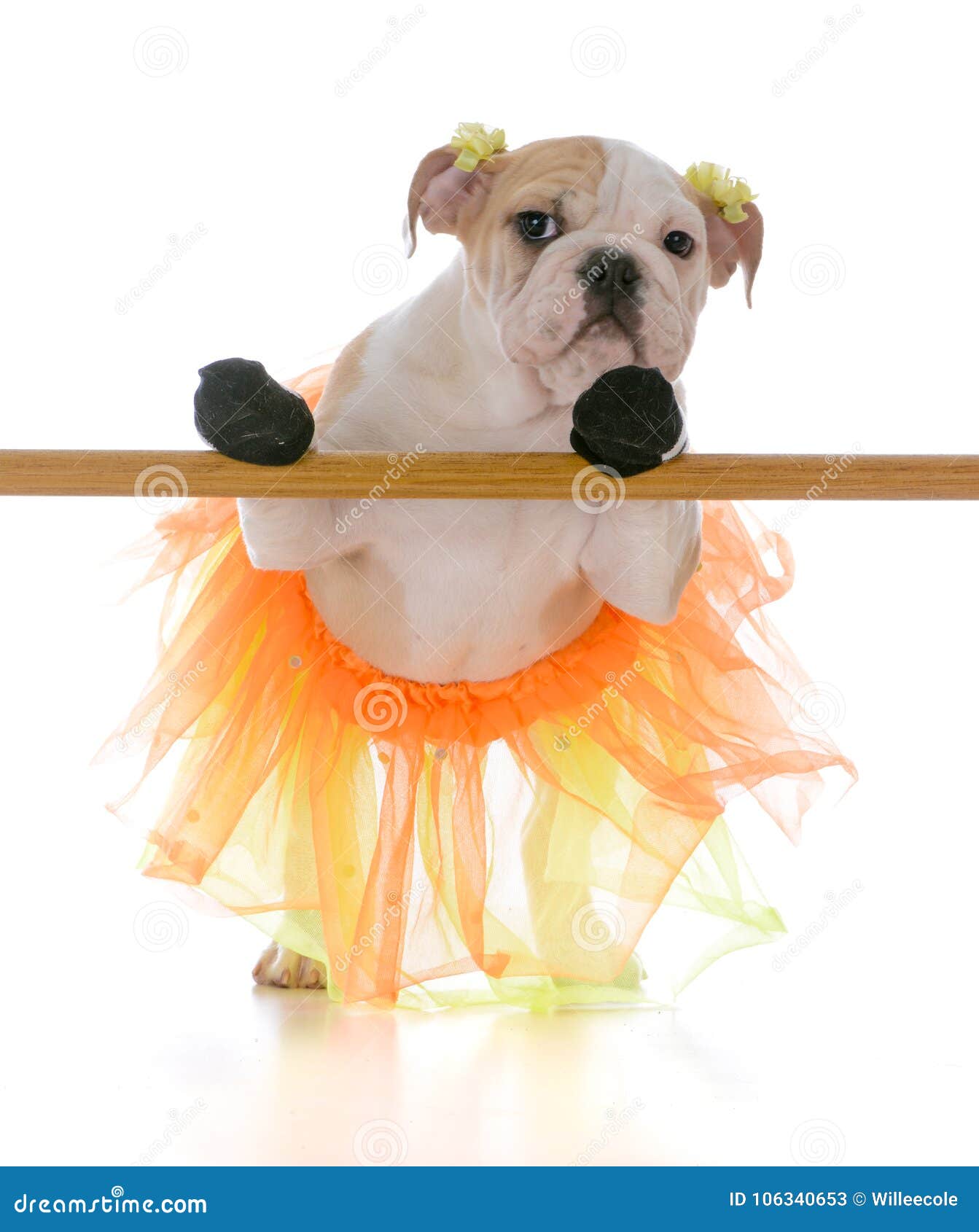Perro del baile del ballet imagen de archivo. Imagen de ballet - 106340653