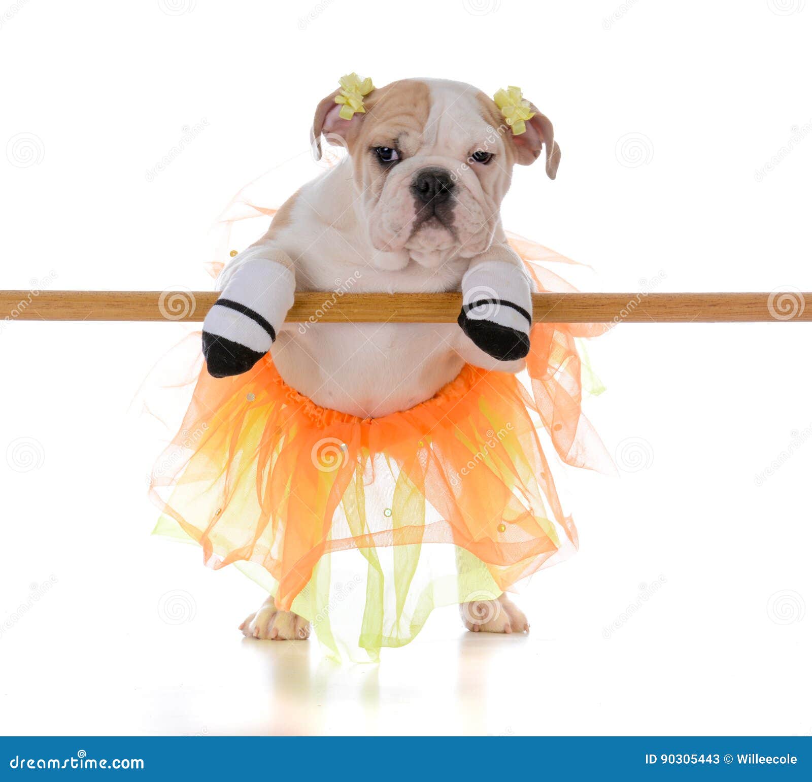 Perro del baile del ballet imagen de archivo. Imagen de humanice - 90305443