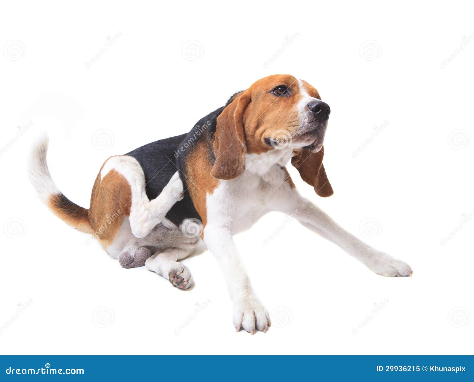 Perro del beagle en blanco imagen de archivo. Imagen de perrito - 29936215